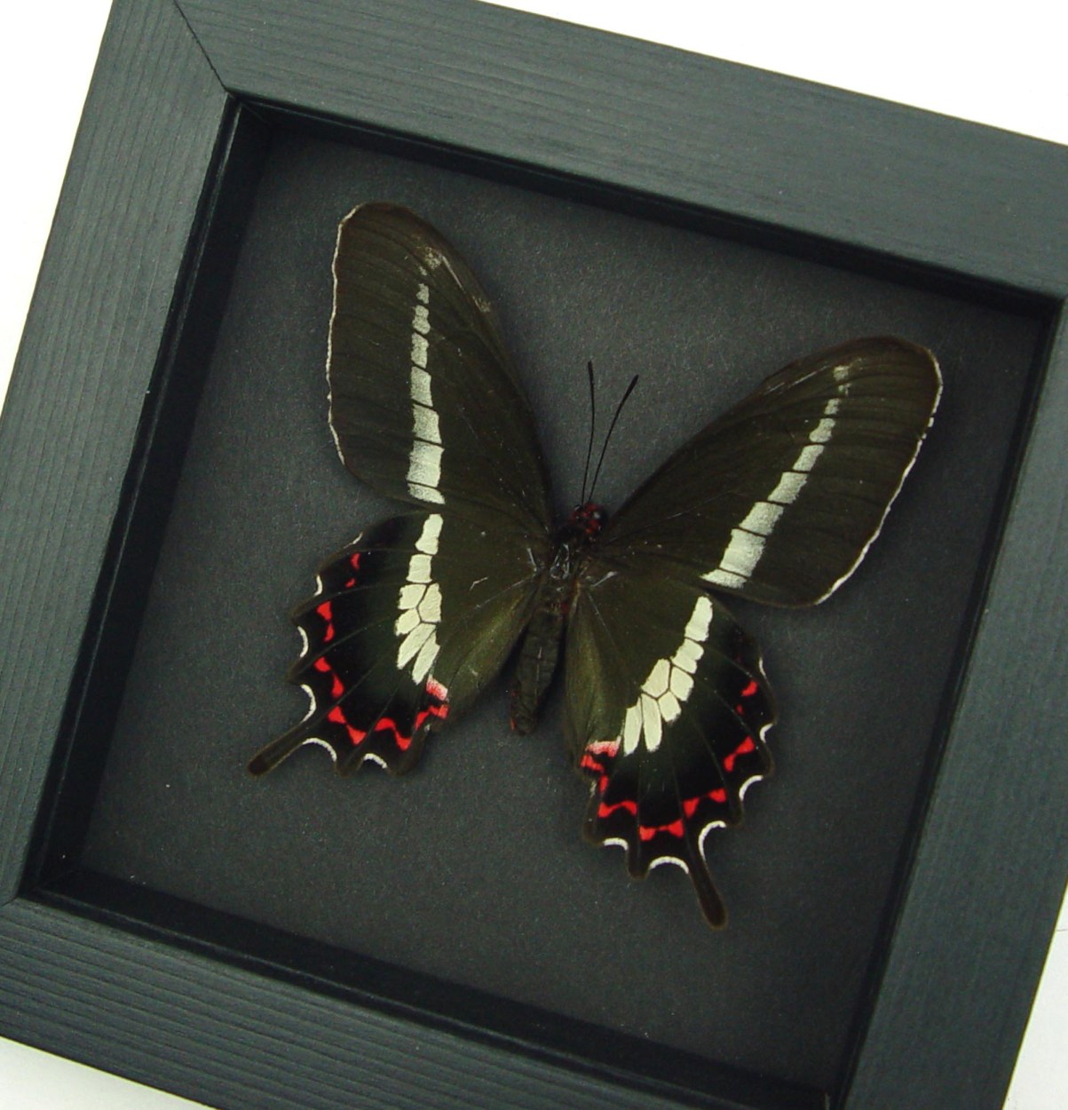 Rare Butterfly Parides bunichus female - Brazil Swallowtail