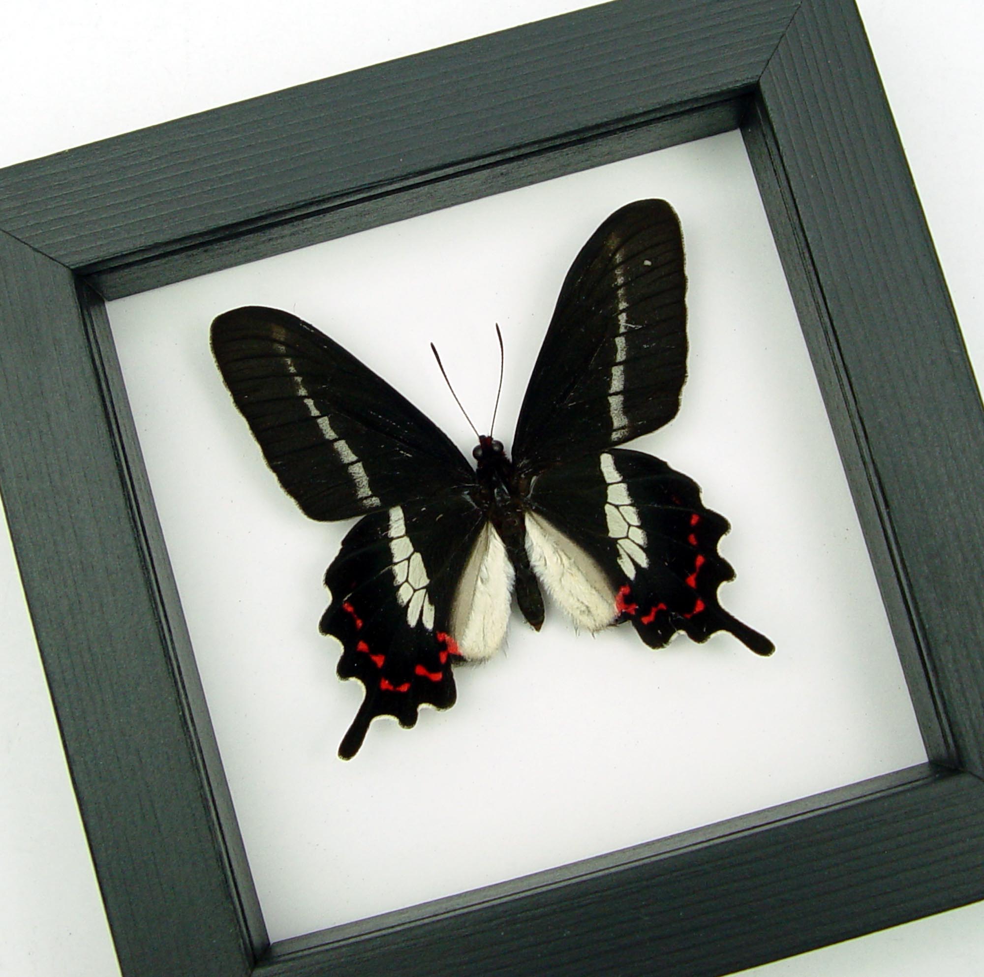 Rare Butterfly Parides bunichus female - Brazil Swallowtail