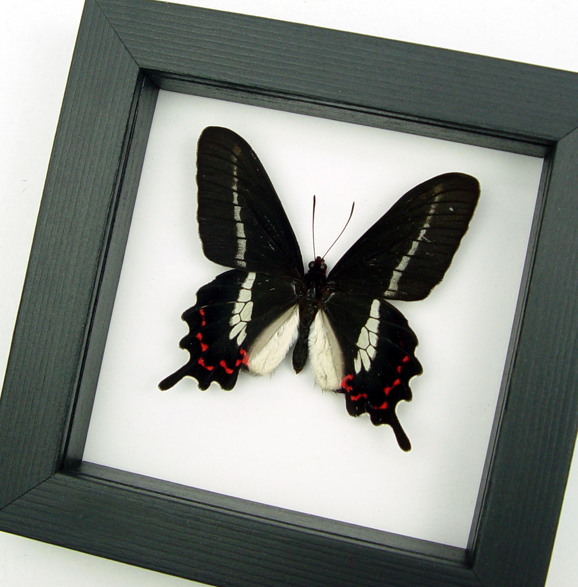 Rare Butterfly Parides bunichus female - Brazil Swallowtail