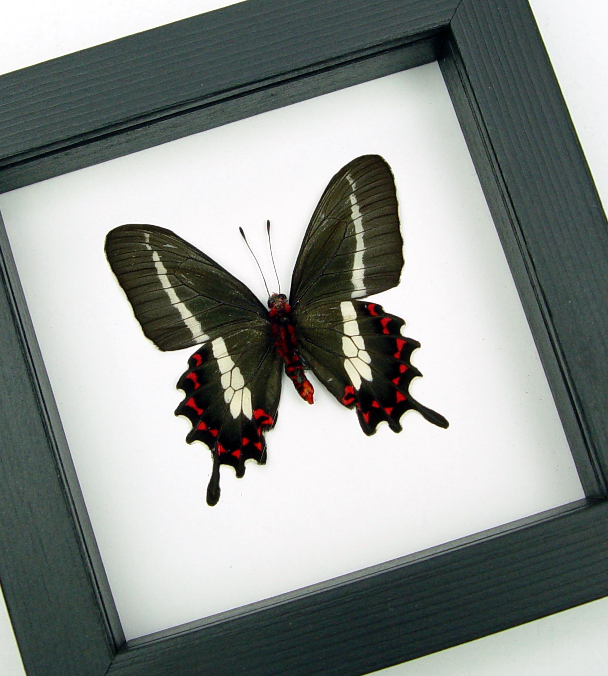 Rare Butterfly Parides bunichus male verso - Brazil Swallowtail Framed