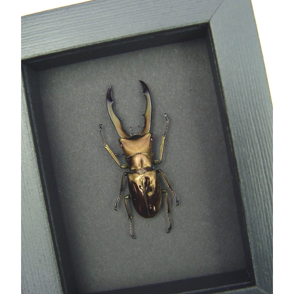 Beetles in Moonlight Displays