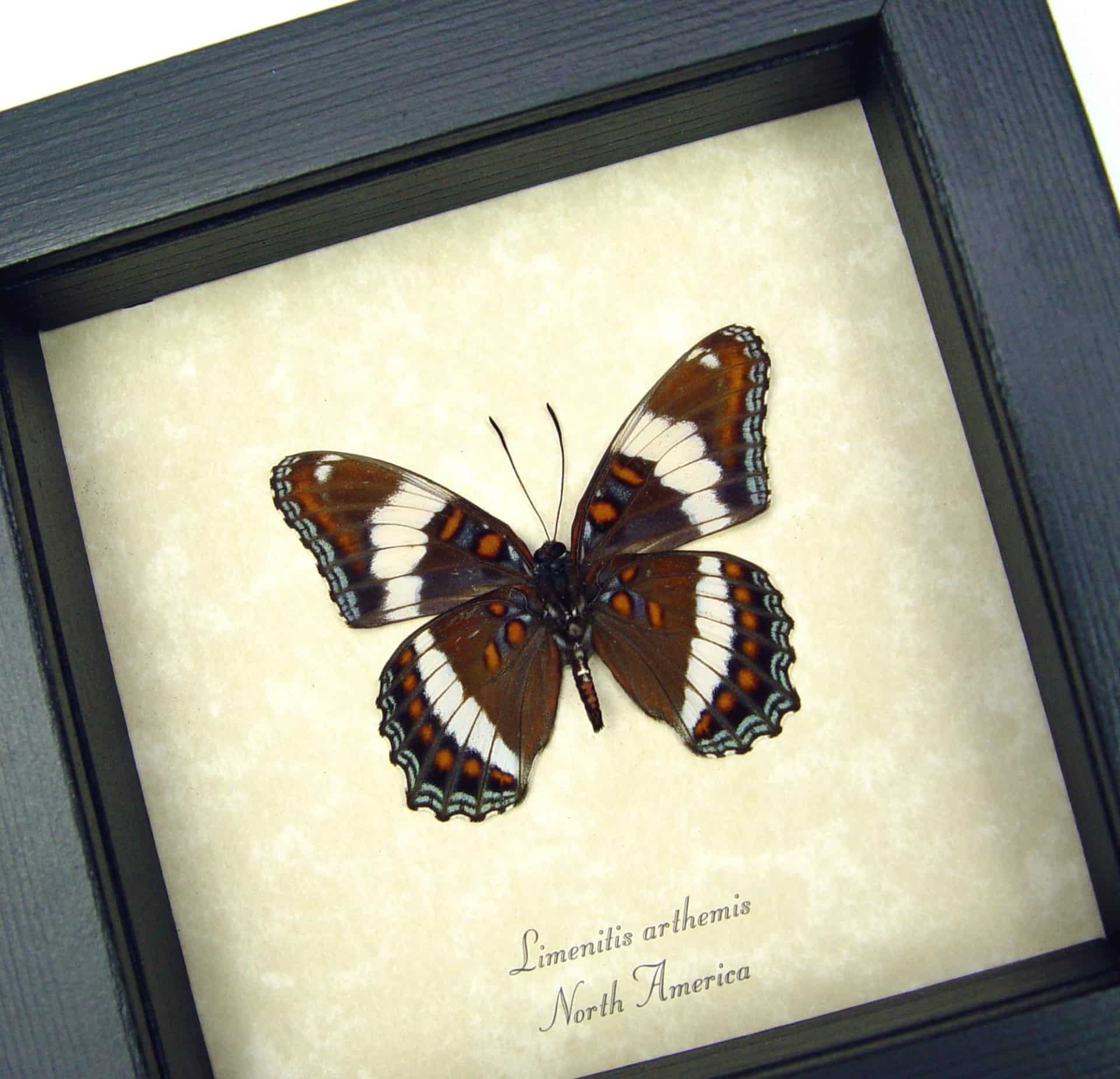 Limenitis arthemis verso White Admiral Butterfly