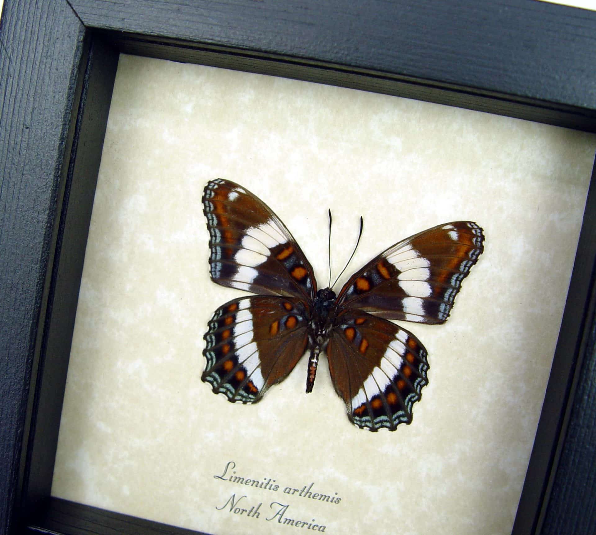 Limenitis arthemis verso White Admiral Butterfly