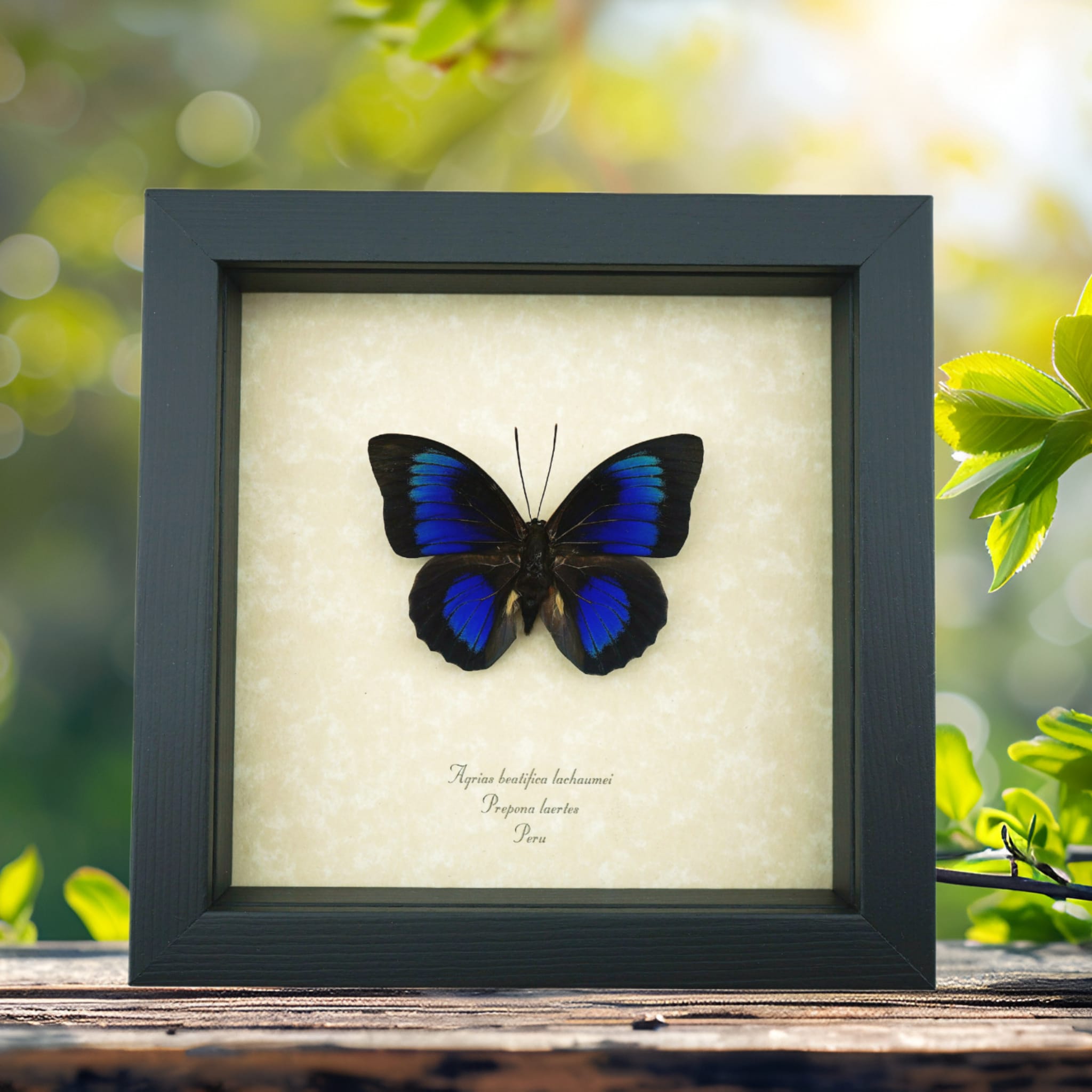 Rare Electric Blue Hybrid Butterfly - Agrias beatifica lachaumei