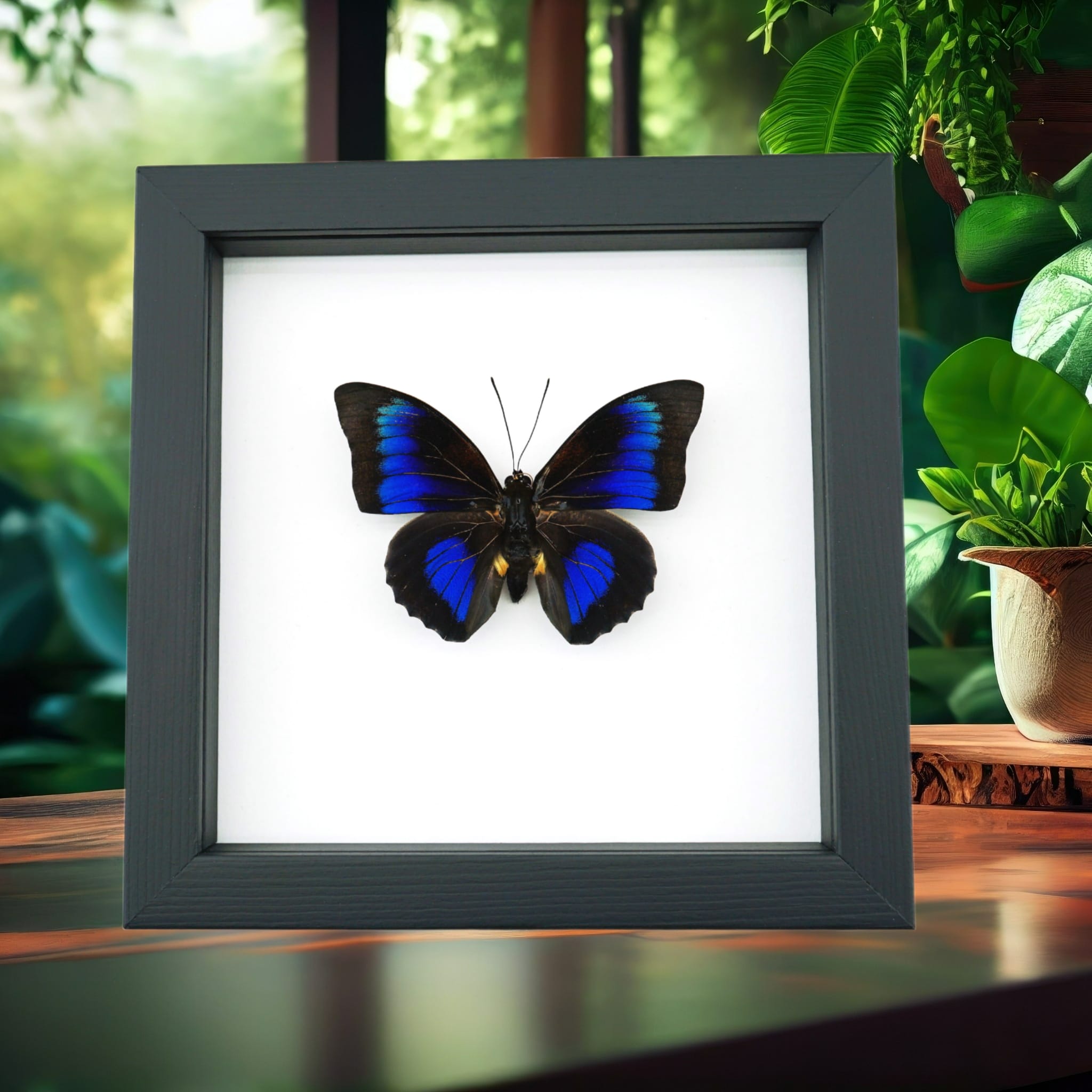 Rare Electric Blue Hybrid Butterfly - Agrias beatifica lachaumei