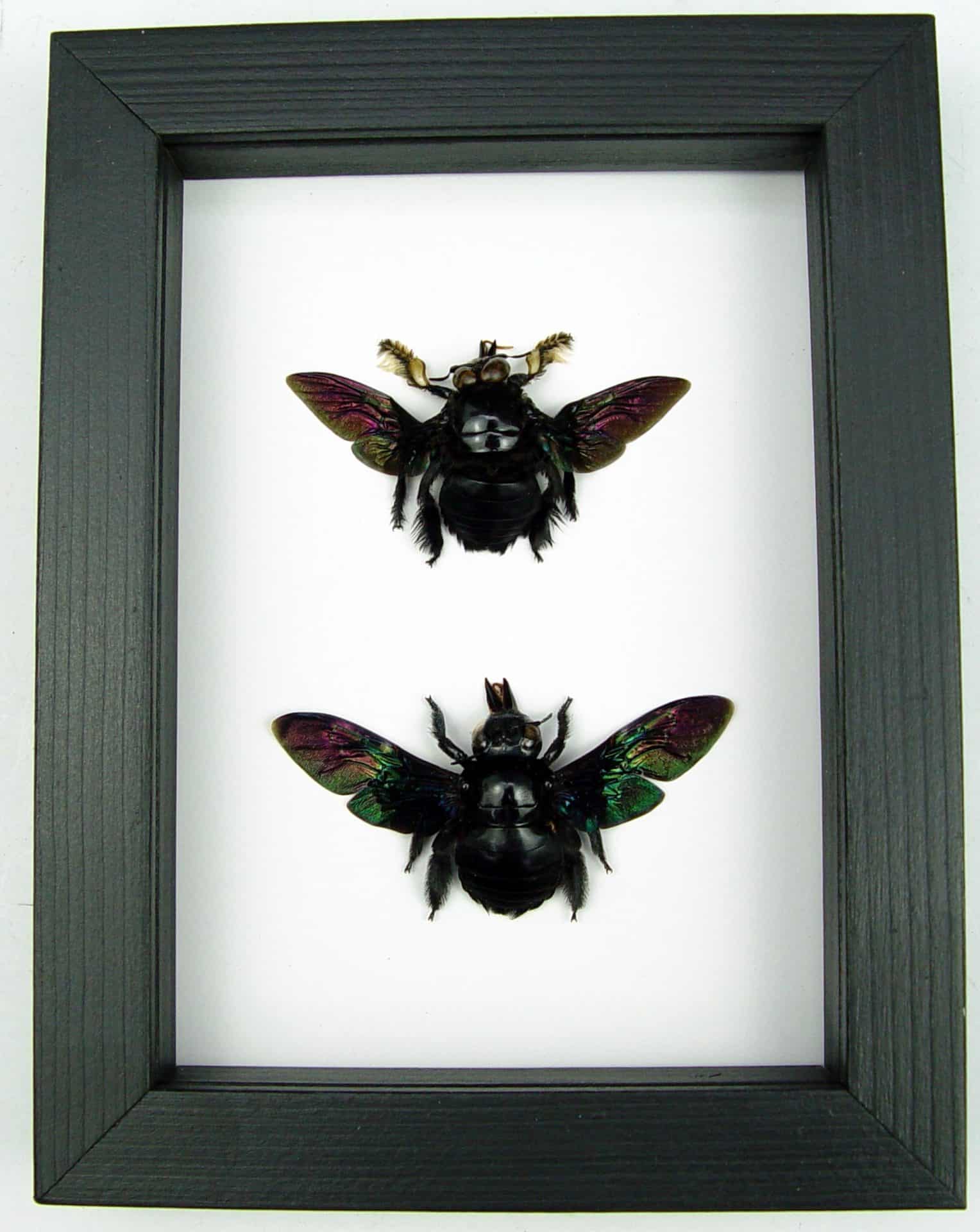 Xylocopa latipes Pair Rainbow Bee Set