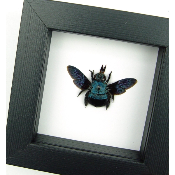 4 inch x 4 inch Framed Insect Displays - Shop By Size Butterflies