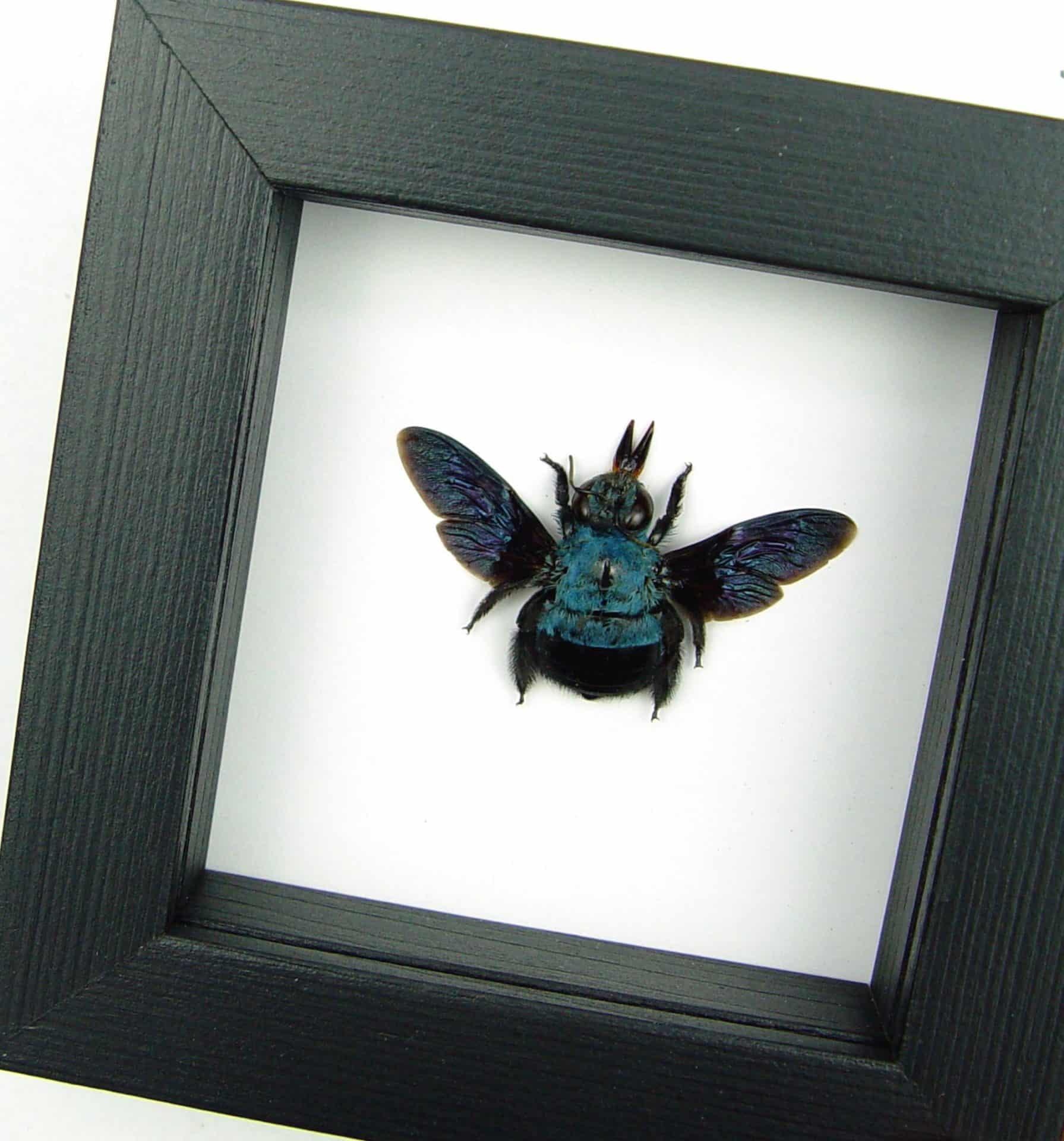 Blue Carpenter Bee Xylocopa caerulea Female - Framed Classic Black