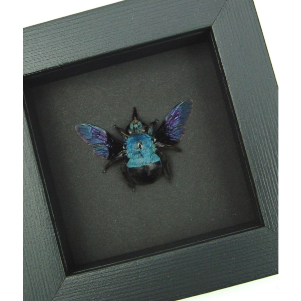 4 inch x 4 inch Framed Insect Displays - Shop By Size Butterflies