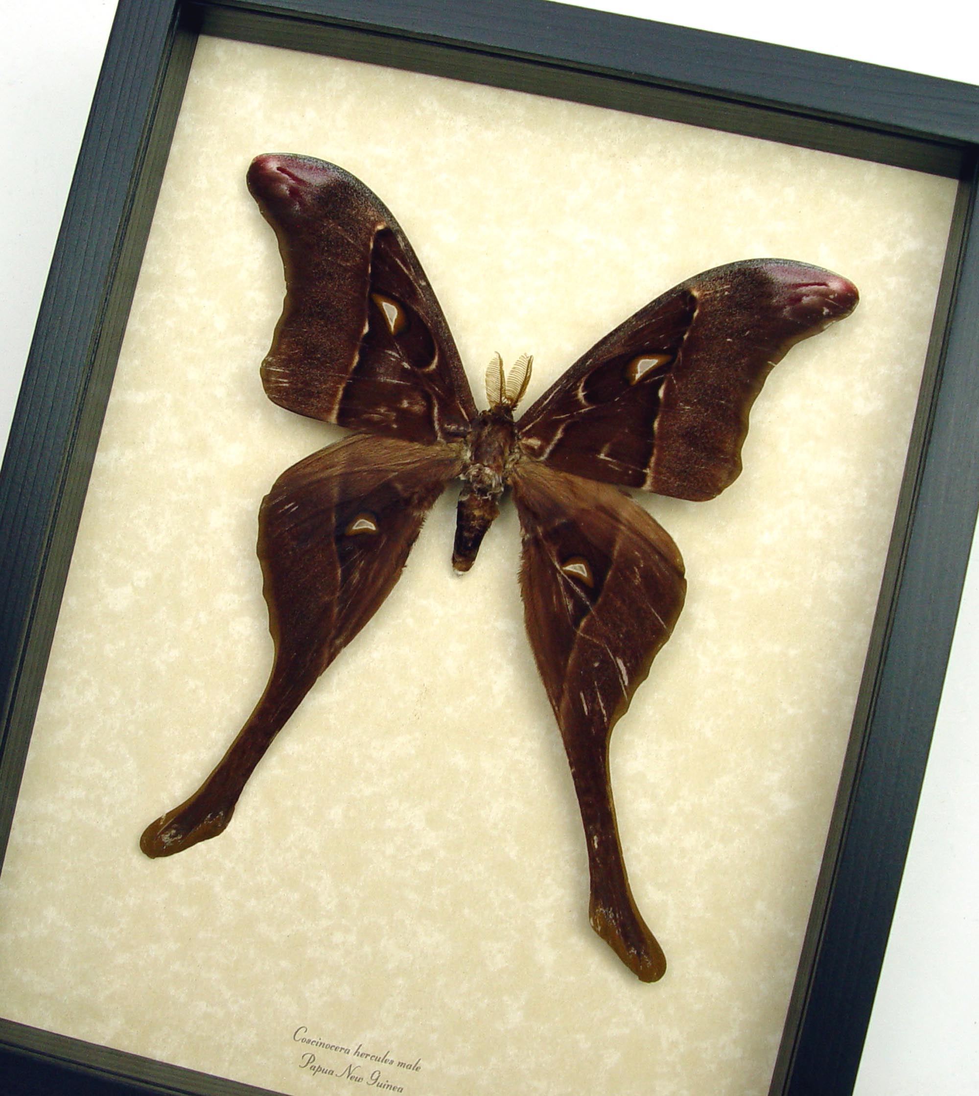 Coscinocera hercules Male Giant Rare Hercules Moth