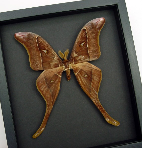 Coscinocera hercules Male Giant Hercules Moth