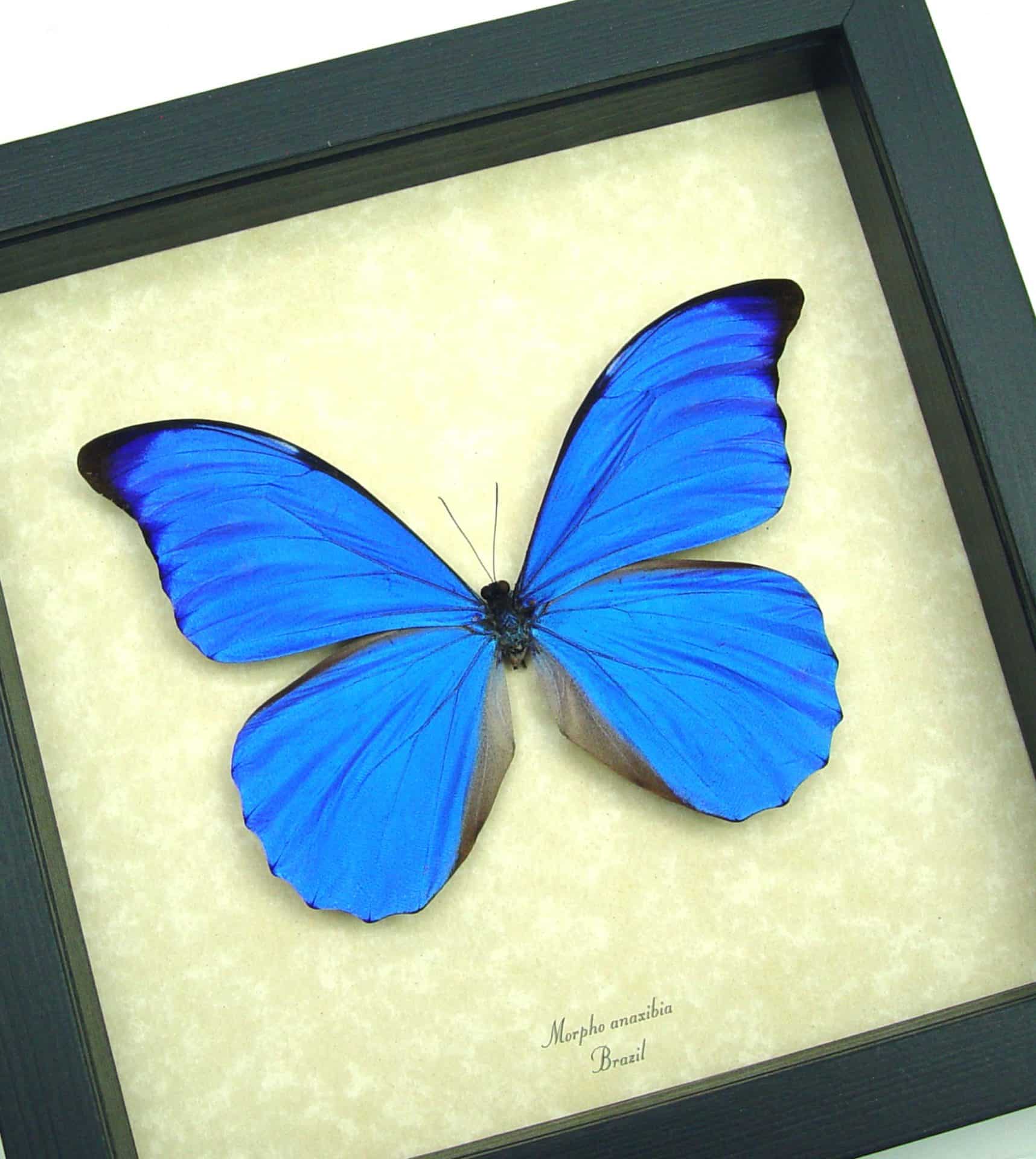 Morpho Anaxibia