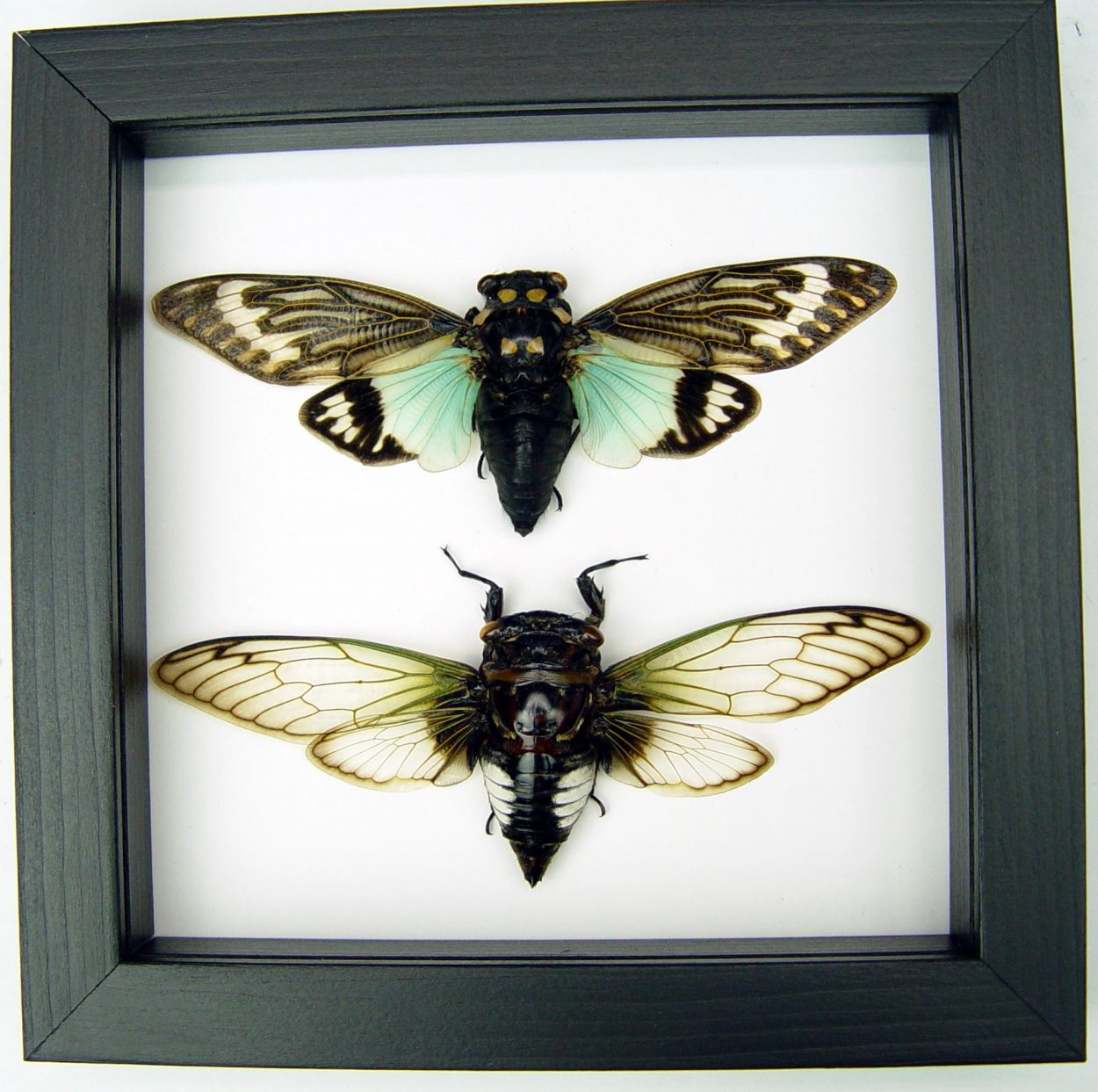Framed Cicada Set Blue Clear Winged Cicadas