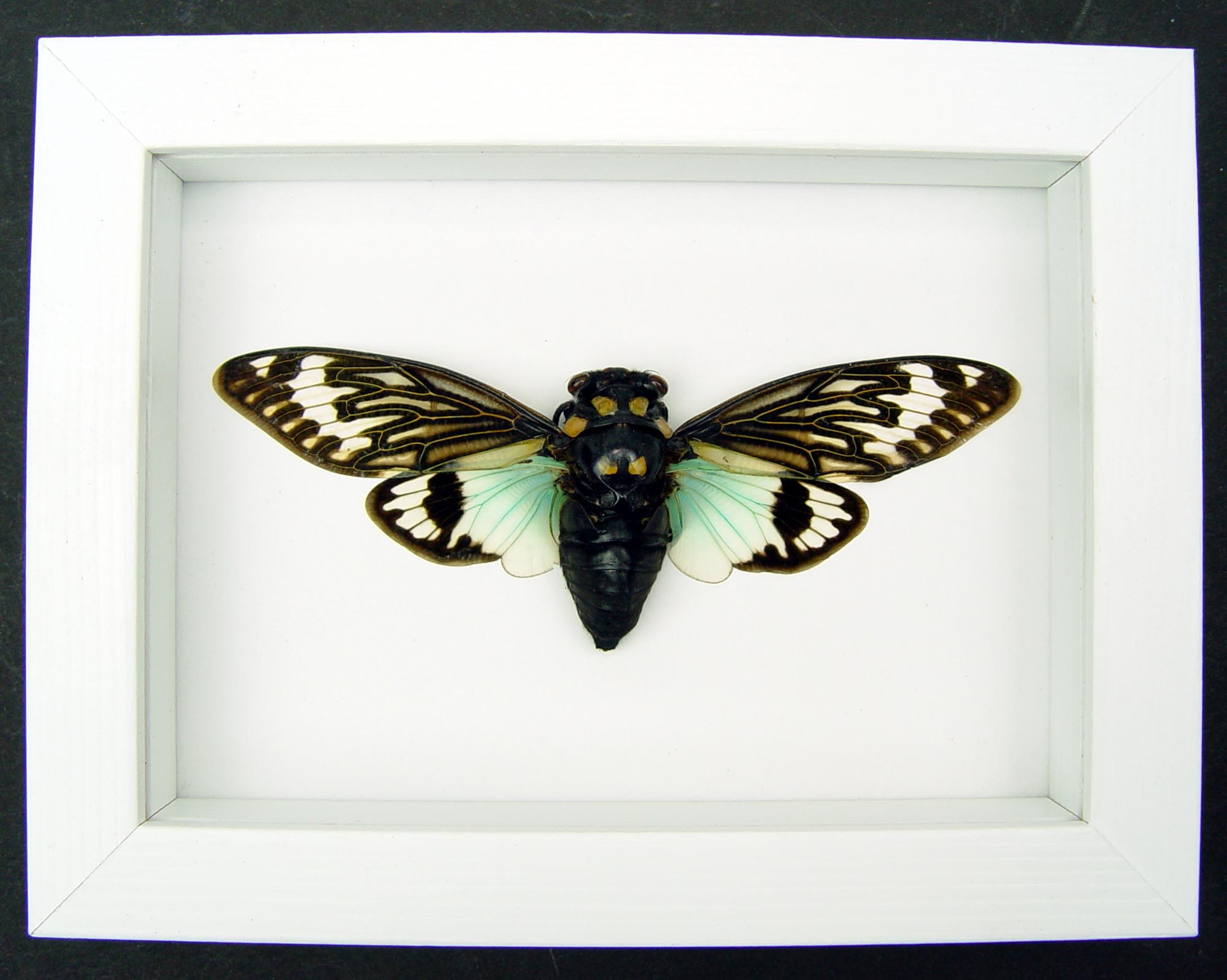 Real Blue Cicada Tosena splendida - Framed Taxidermy Vibrant