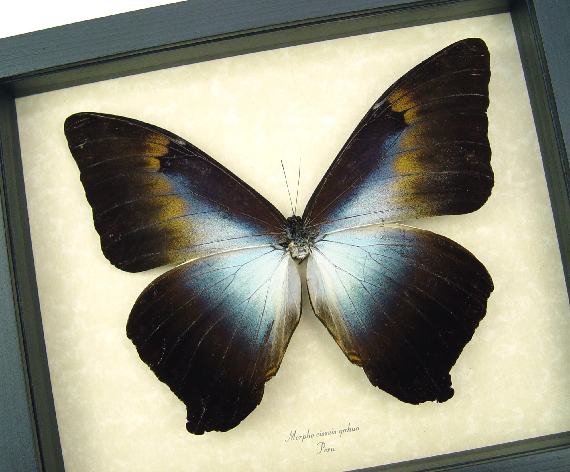Morpho cisseis gahua Orange Blue - Giant Framed Morpho Butterfly
