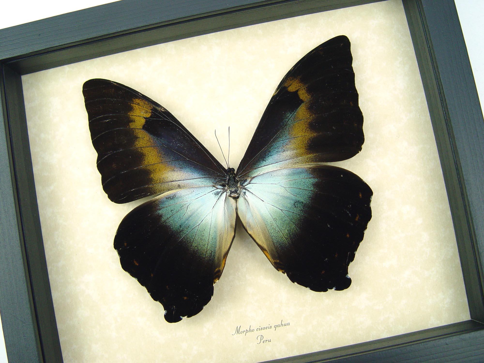 Morpho cisseis gahua Orange Green - Giant Framed Morpho Butterfly