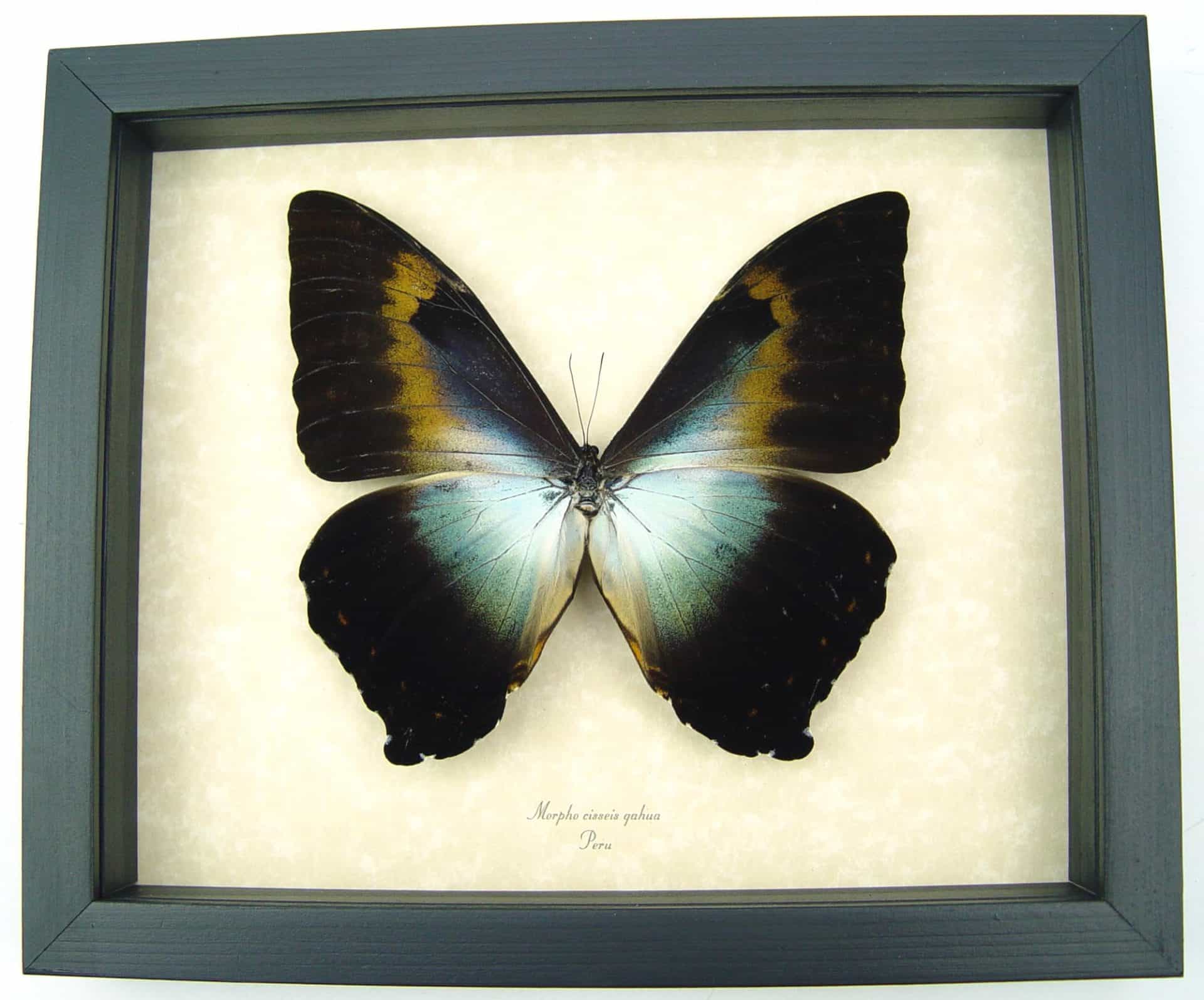 Morpho cisseis gahua Orange Green - Giant Framed Morpho Butterfly