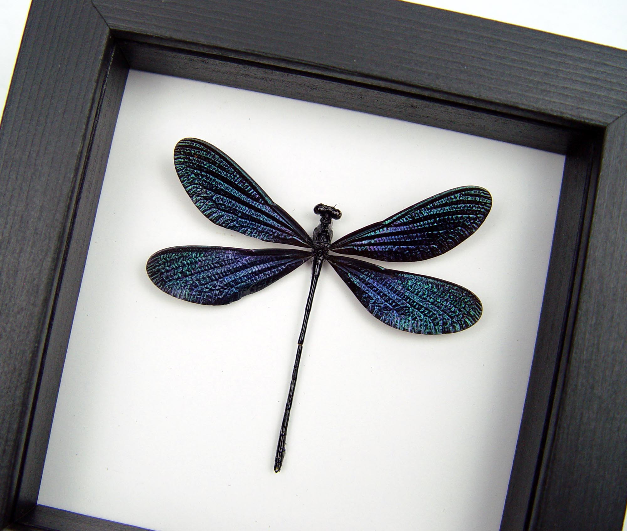 Framed Damselfly Aurora Borealis - PURPLE Damselfly Classic Black