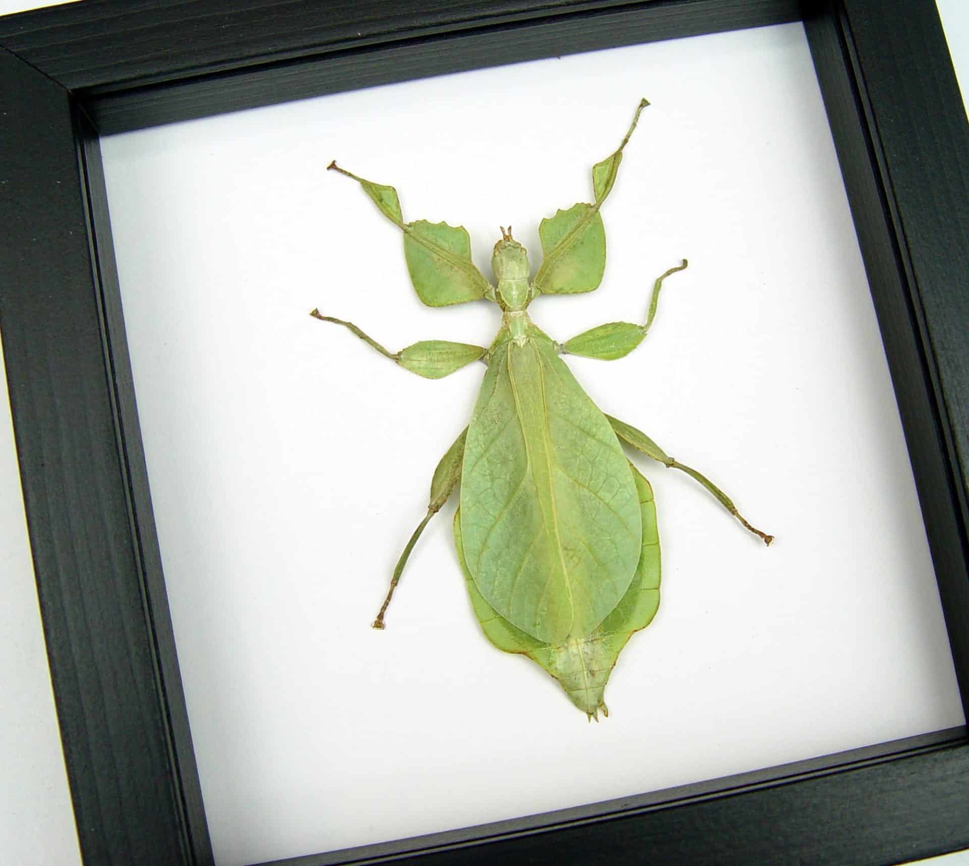 Phyllium celebicum Green Leaf Mimic Insect - Framed Taxidermy