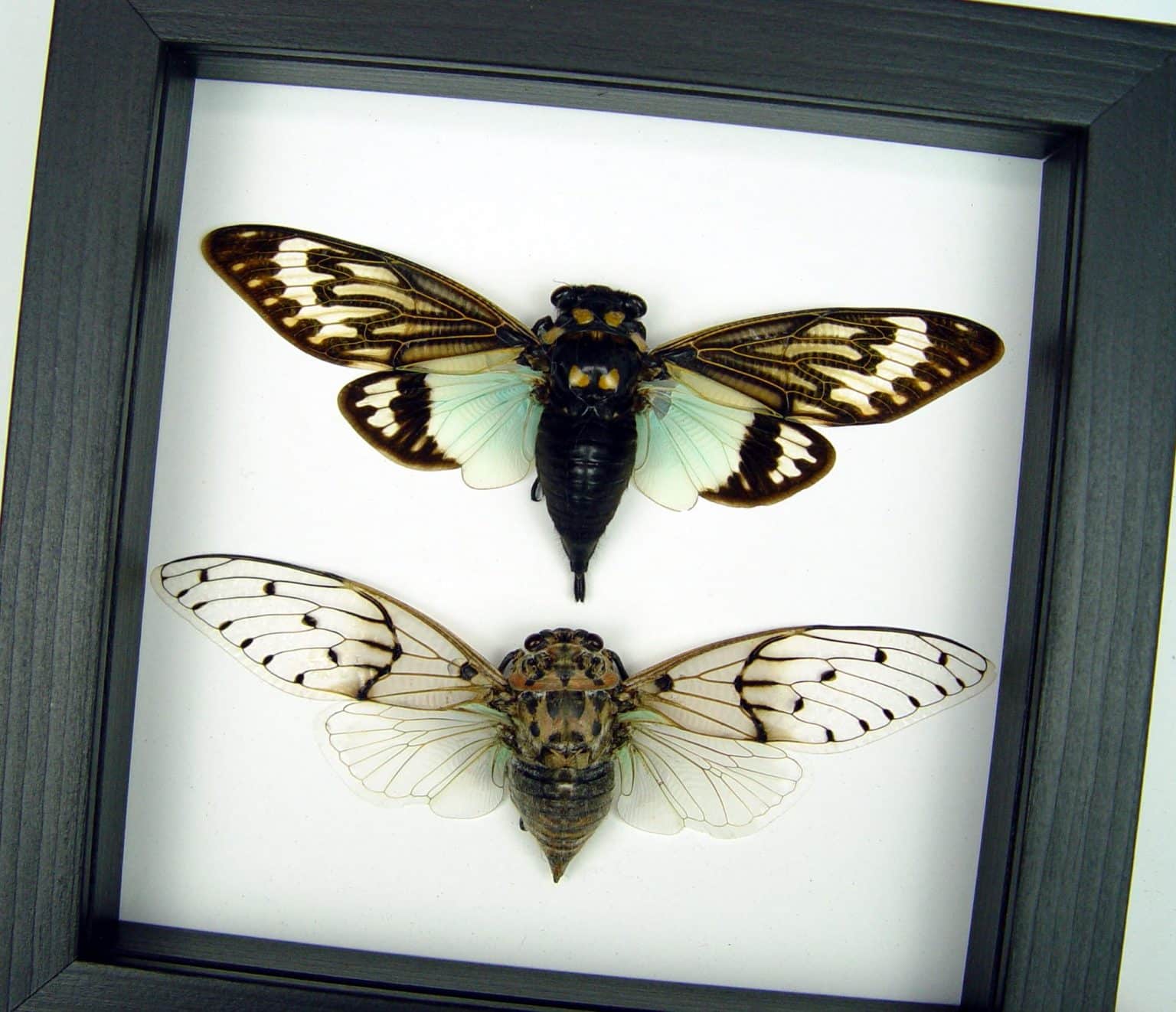 Blue White Cicada Collection - Real Framed Ghost Cicadas
