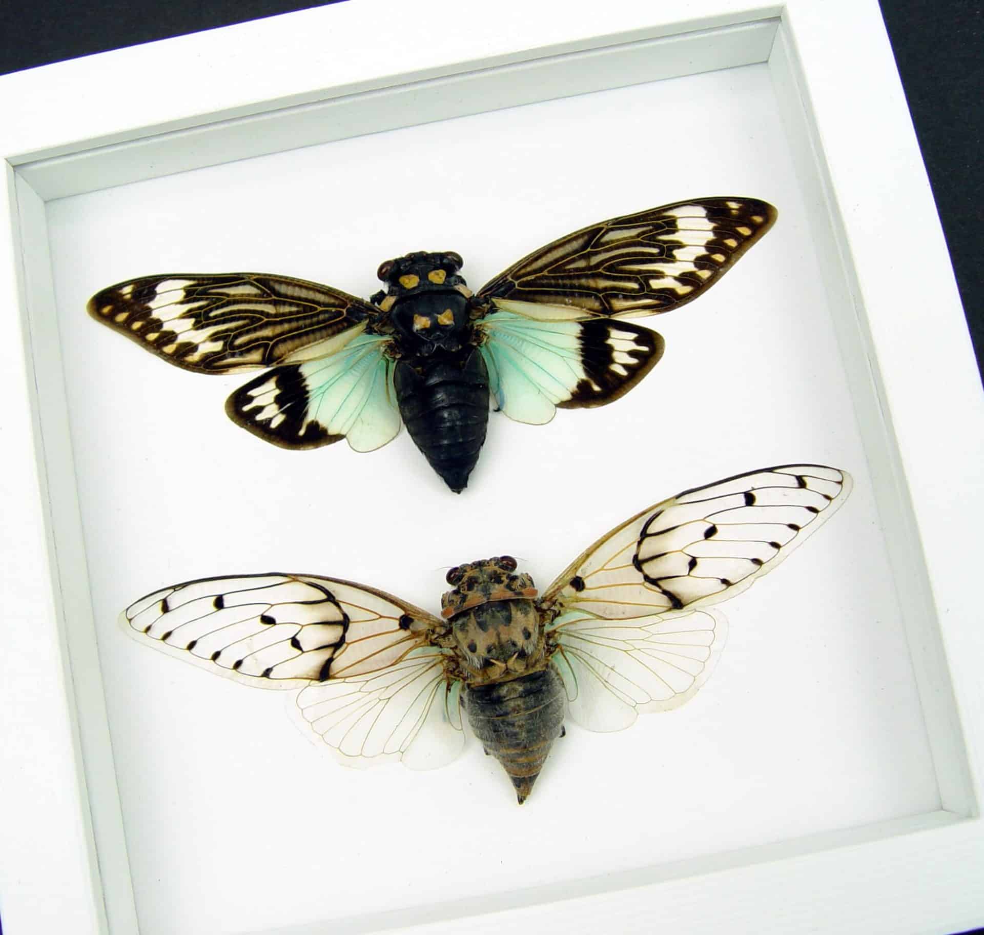 Framed Ghost Cicada Collection - Blue White Cicadas Taxidermy