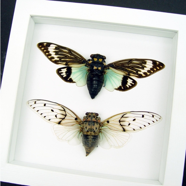Framed Ghost Cicada Collection - Blue White Cicadas Taxidermy