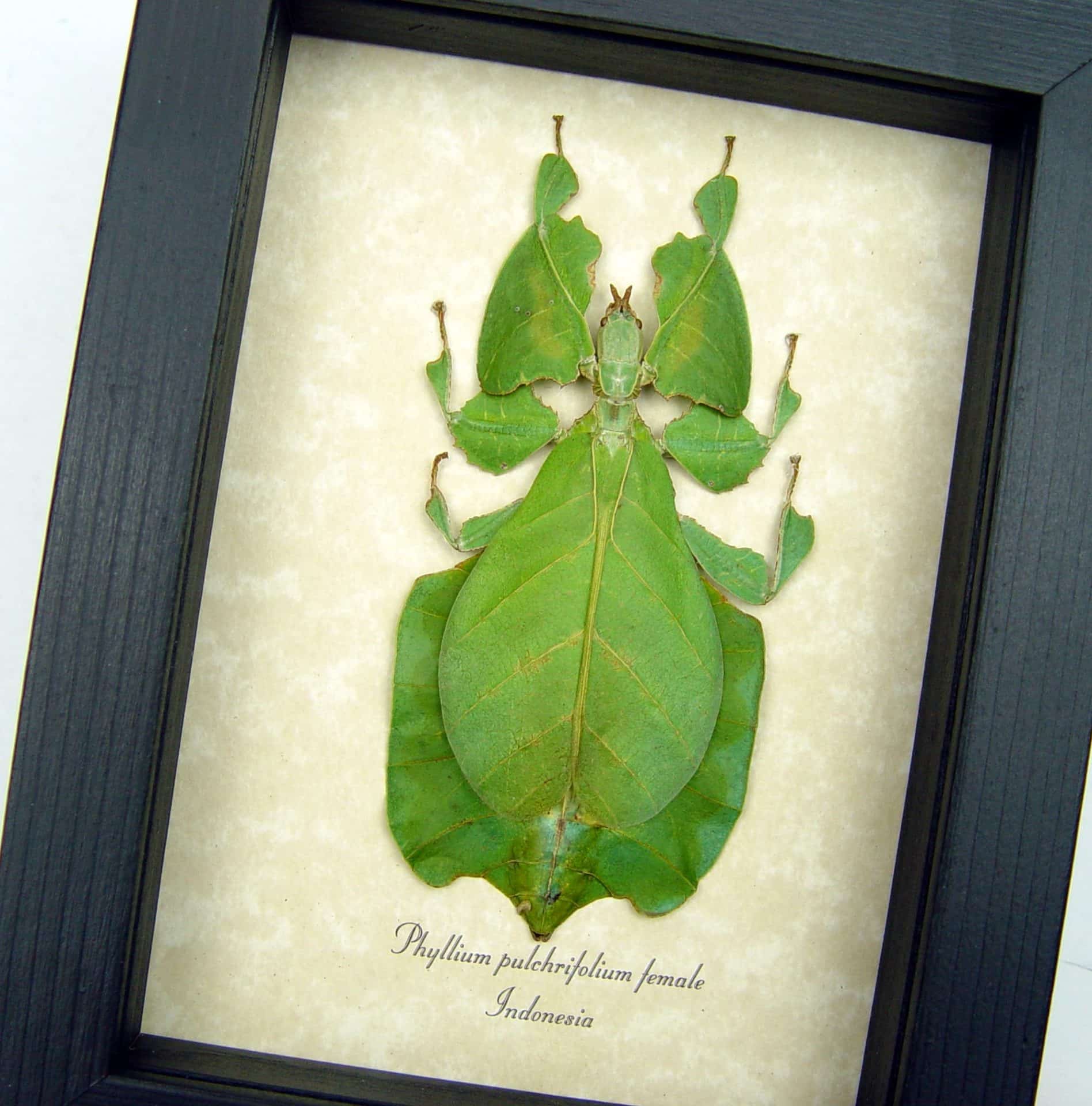Phyllium pulchrifolium Female - Walking Leaf Insect - Taxidermy Display