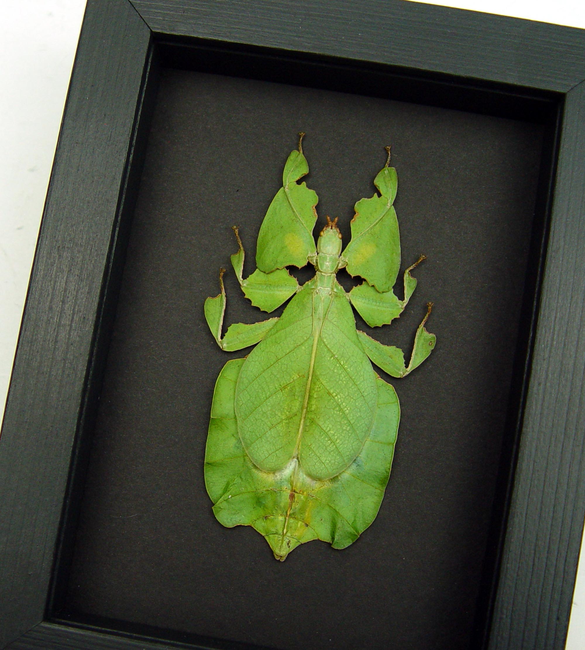 Green Walking Leaf Insect - Phyllium pulchrifolium Female