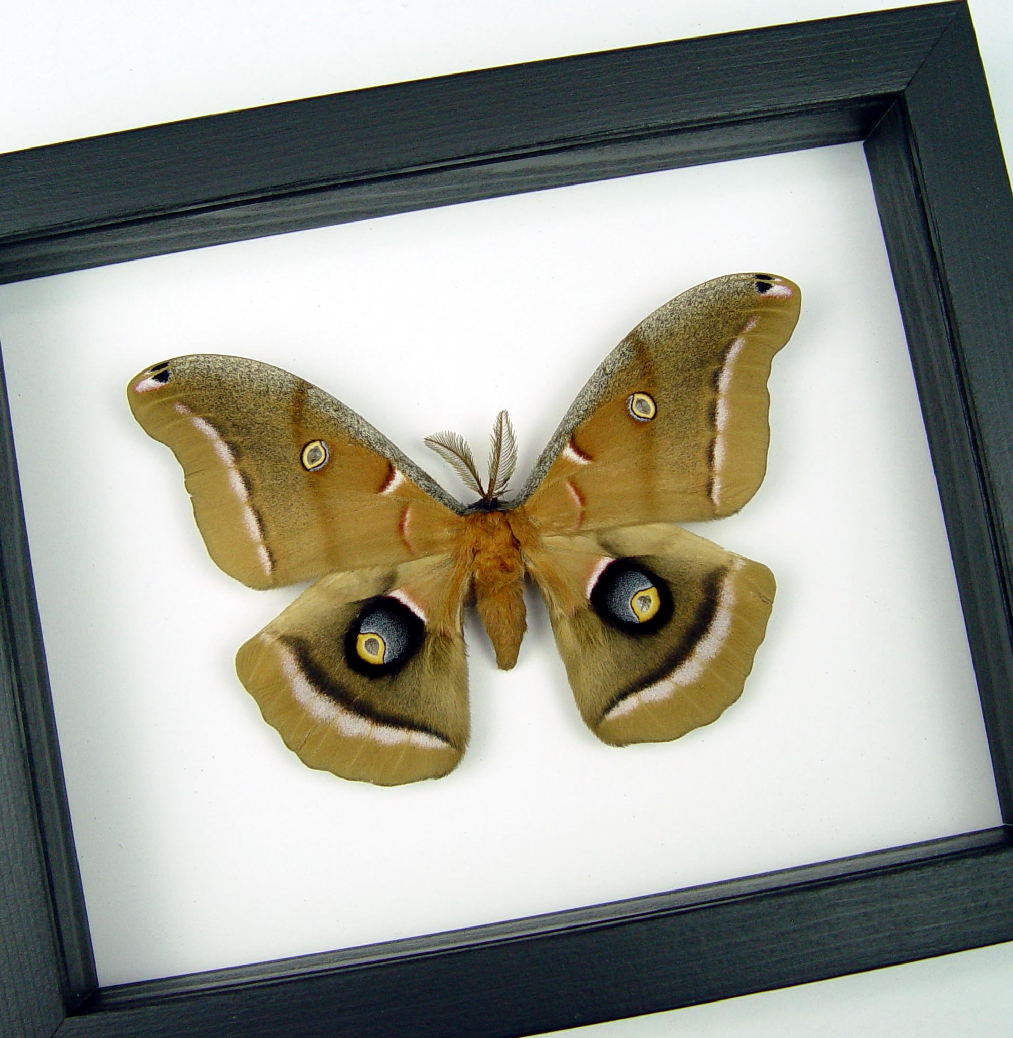 Antheraea polyphemus male XL - Real Framed Silk moth Classic Black