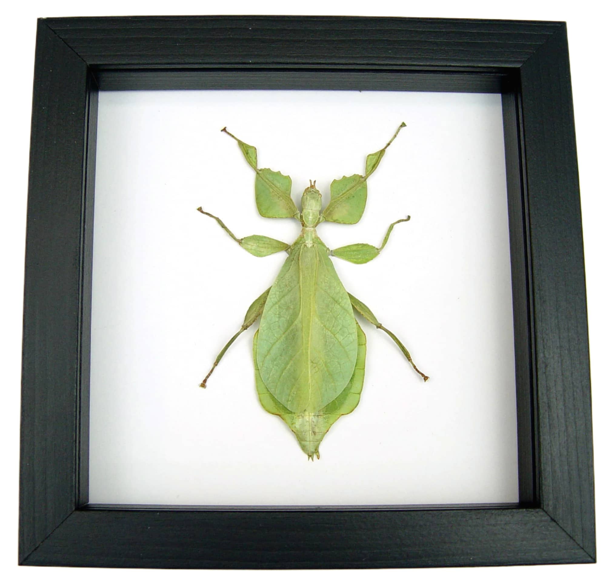 Phyllium celebicum Green Leaf Mimic Insect - Framed Taxidermy