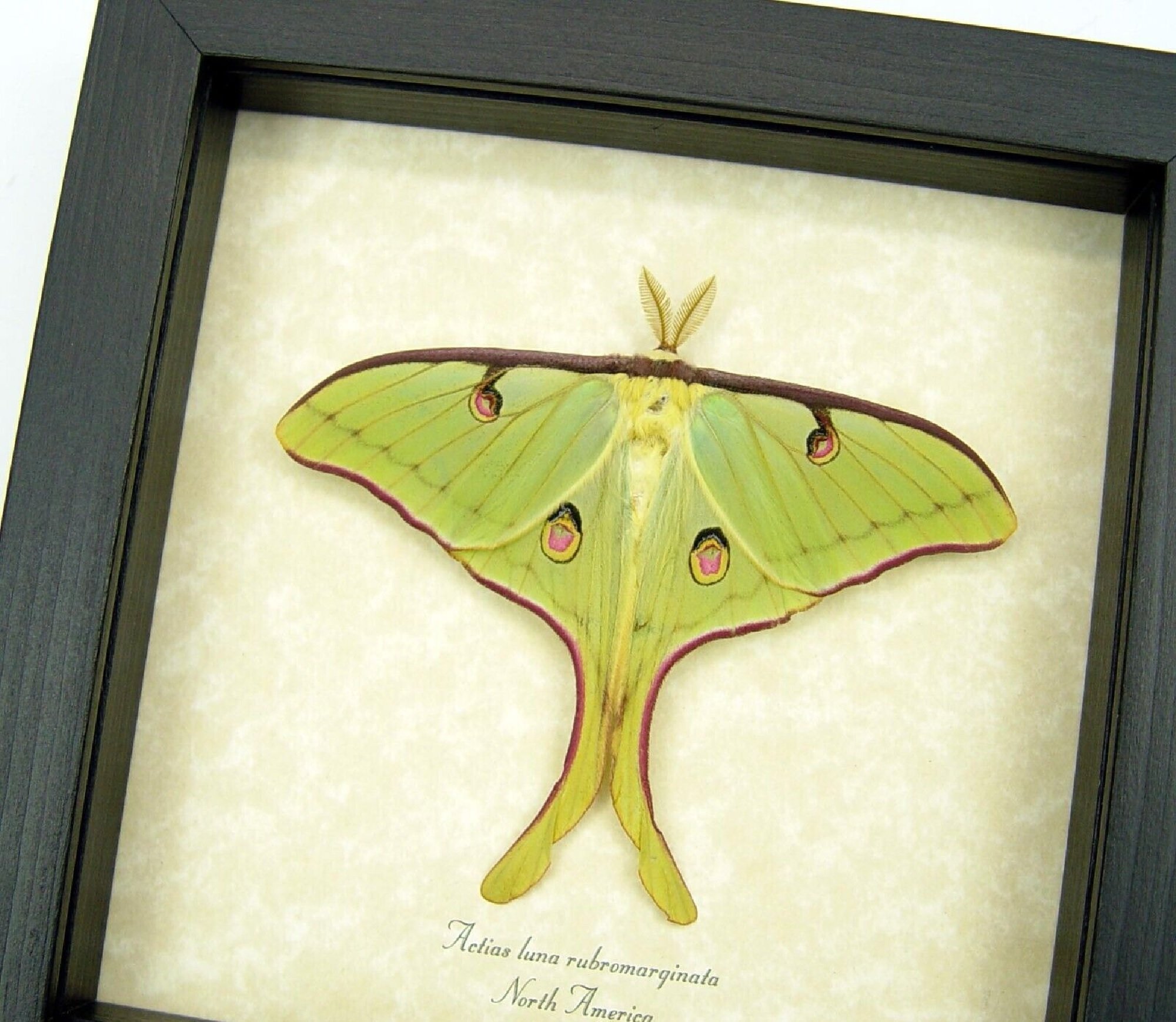 Resting Luna Moth - Actias luna rubromarginata Male