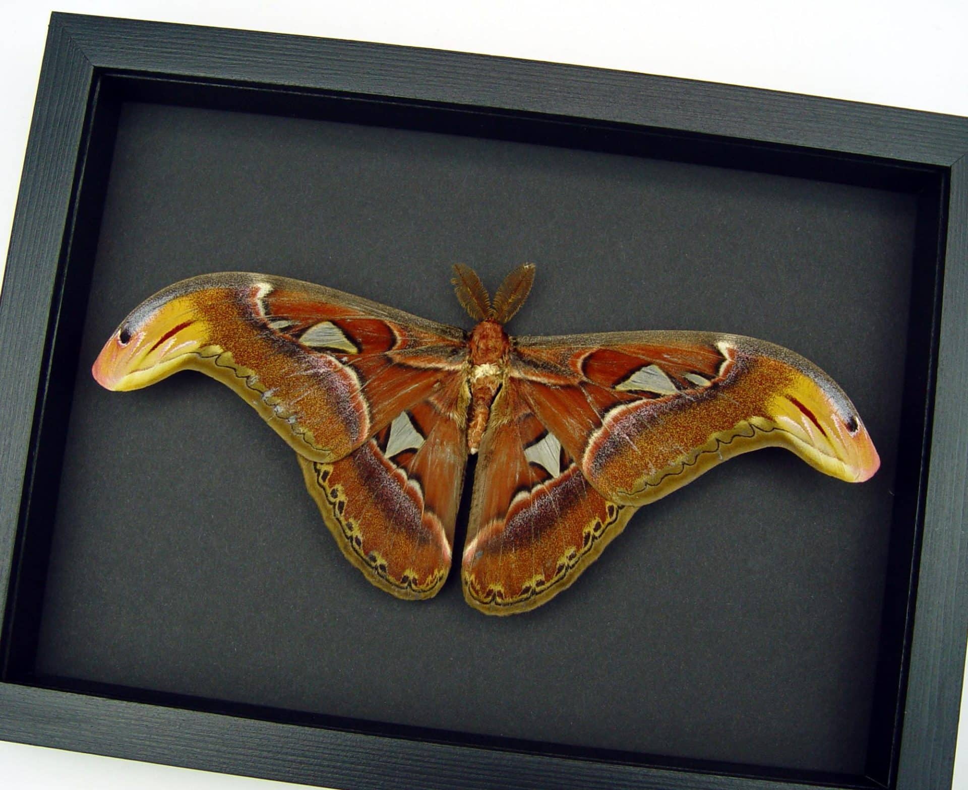 Resting Atlas Moth - Attacus Atlas Male Large - Real Framed Taxidermy