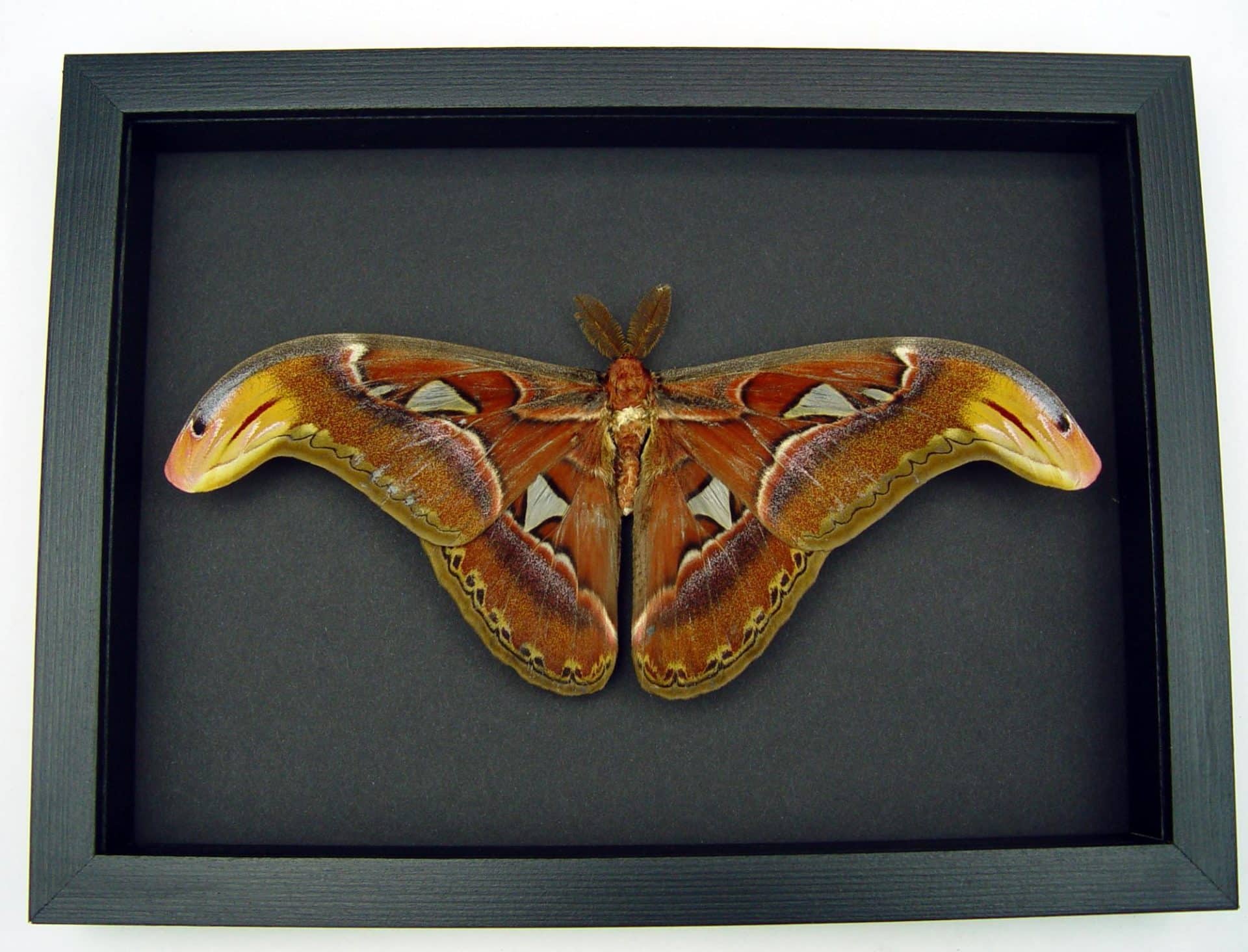 Resting Atlas Moth - Attacus Atlas Male Large - Real Framed Taxidermy