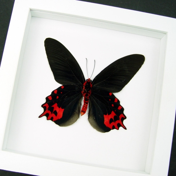 Atrophaneura semperi albofasciata Blood Red Vampire Butterfly
