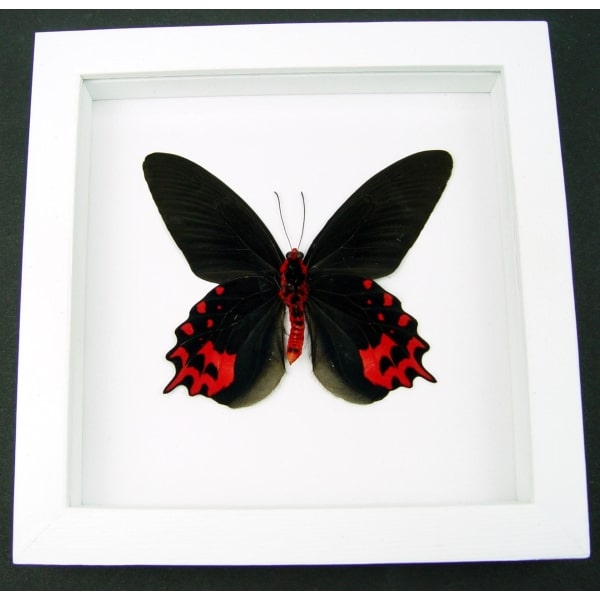 Atrophaneura semperi albofasciata Blood Red Vampire Butterfly