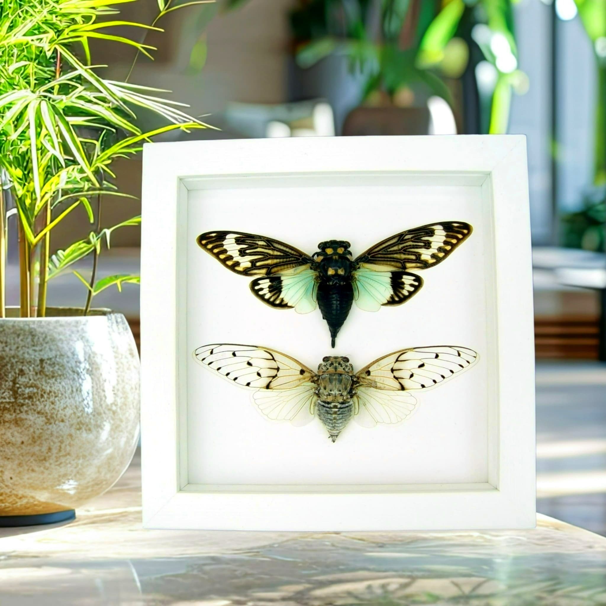 Framed Ghost Cicada Collection - Blue White Cicadas Taxidermy