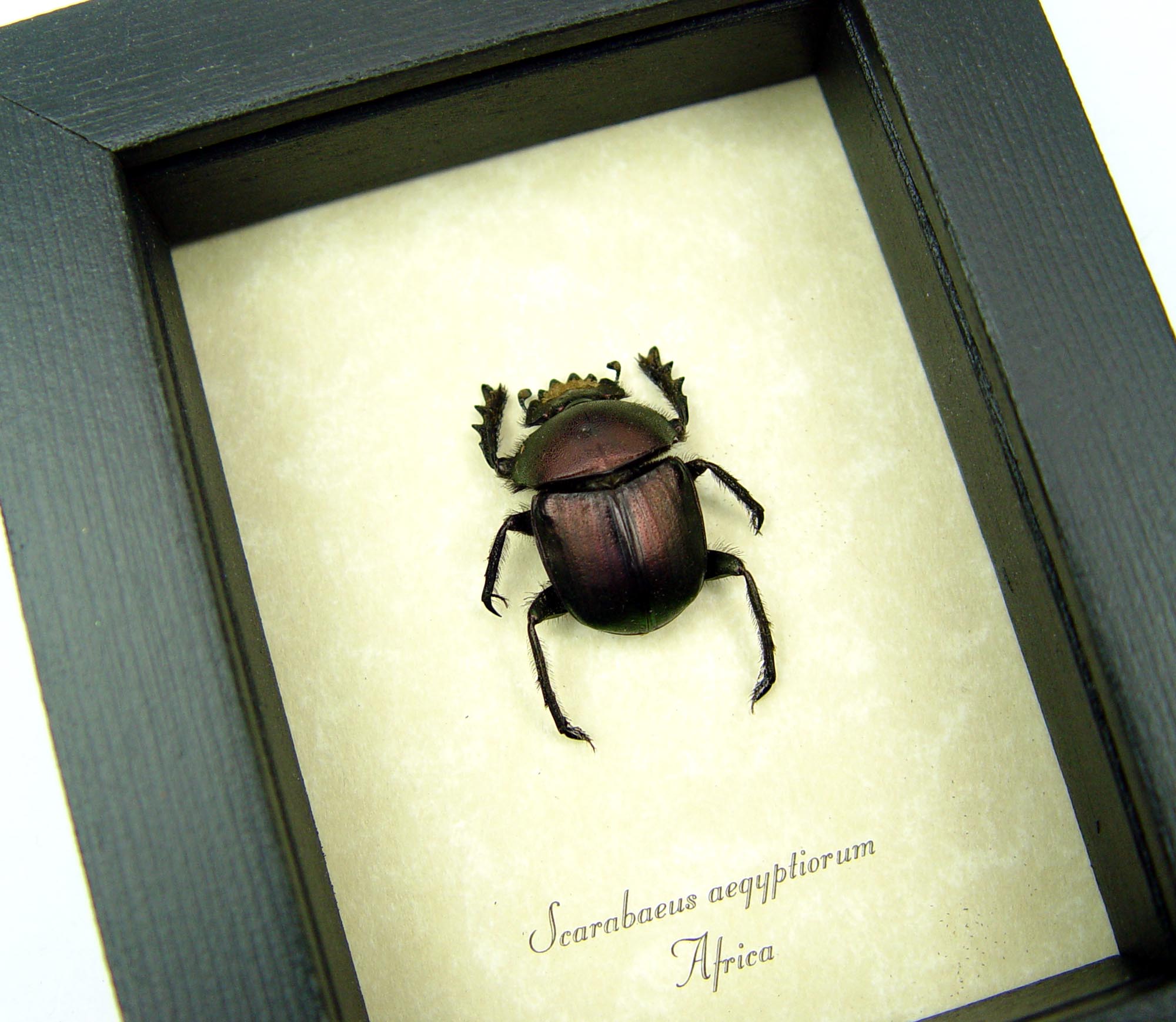 Sacred Egyptian King Scarab Beetle - Scarabaeus aegyptiorum