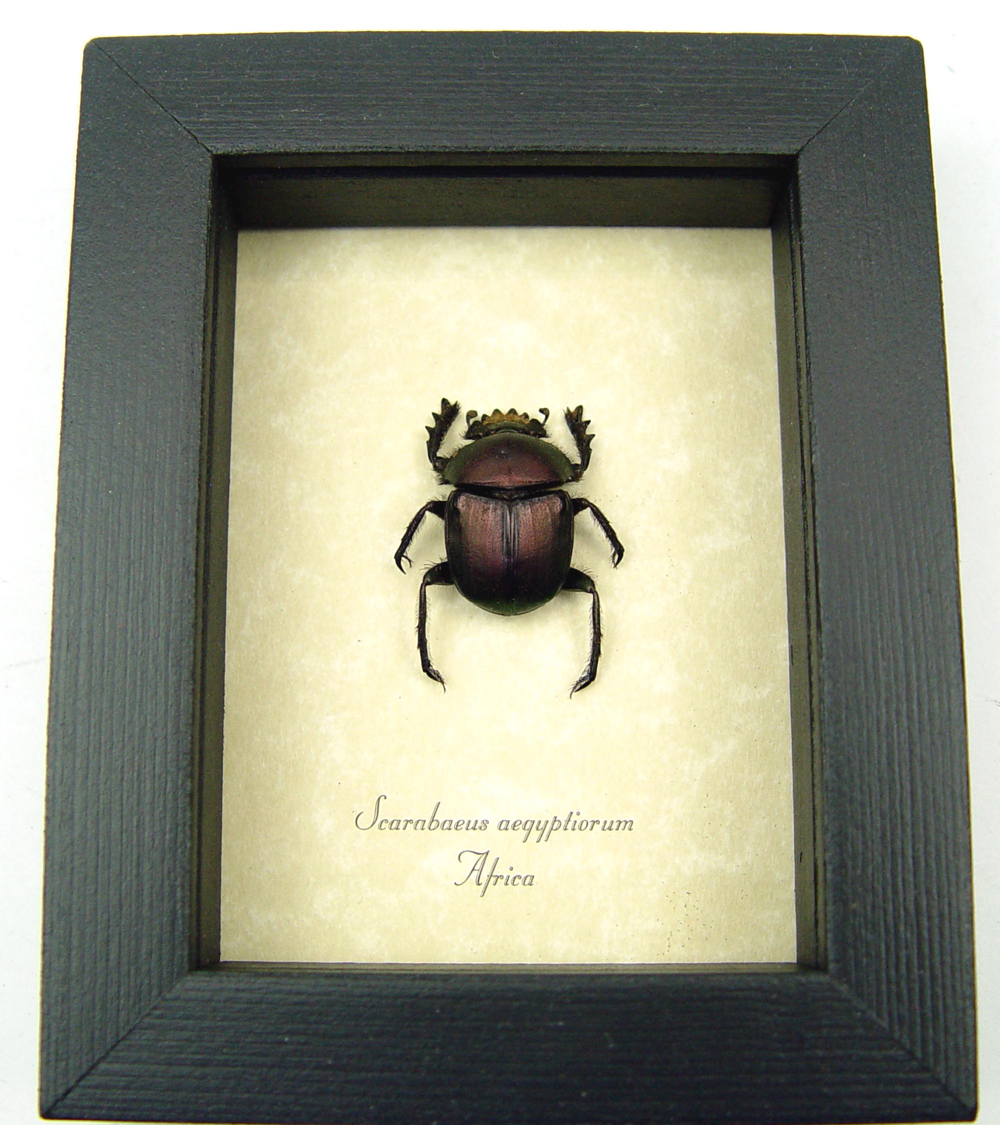 Sacred Egyptian King Scarab Beetle - Scarabaeus aegyptiorum