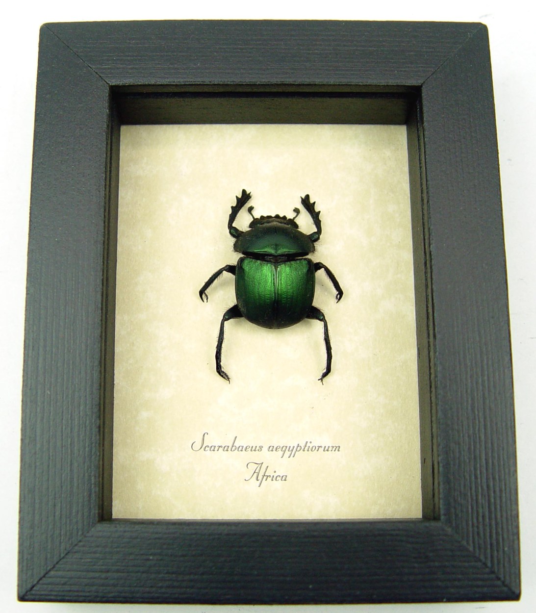 Sacred Egyptian King Scarab Beetle- Real Green Scarab