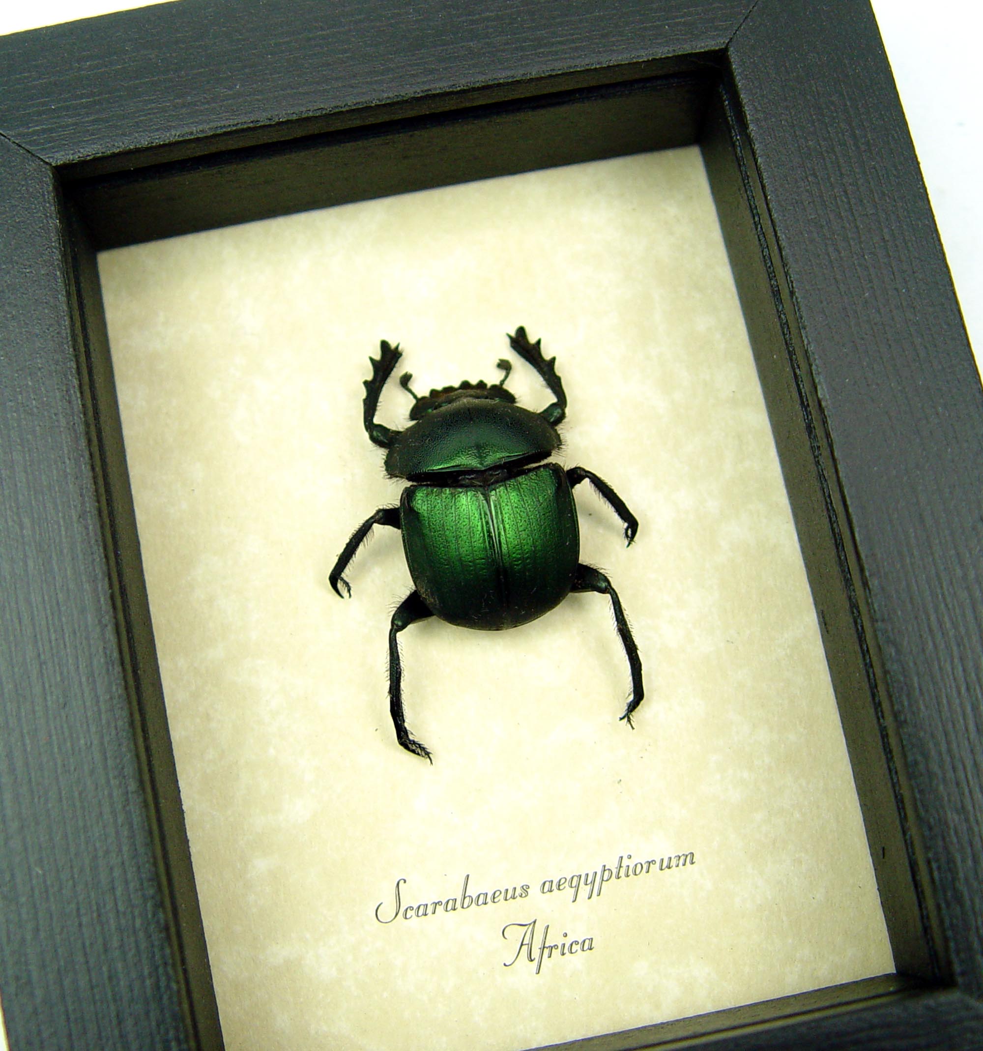 Sacred Egyptian King Scarab Beetle- Real Green Scarab