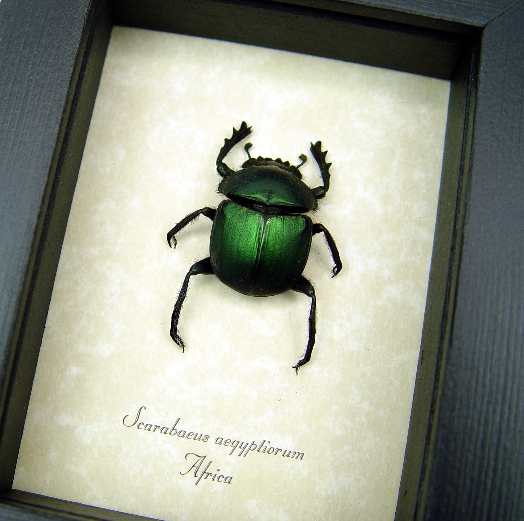 Sacred Egyptian King Scarab Beetle- Real Green Scarab