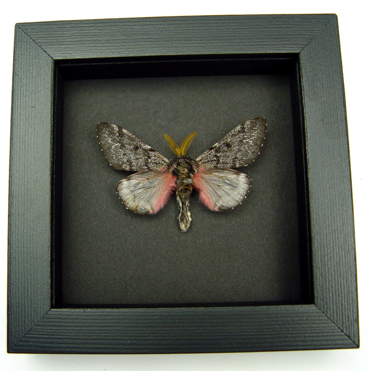 Coloradia doris Pink Furry