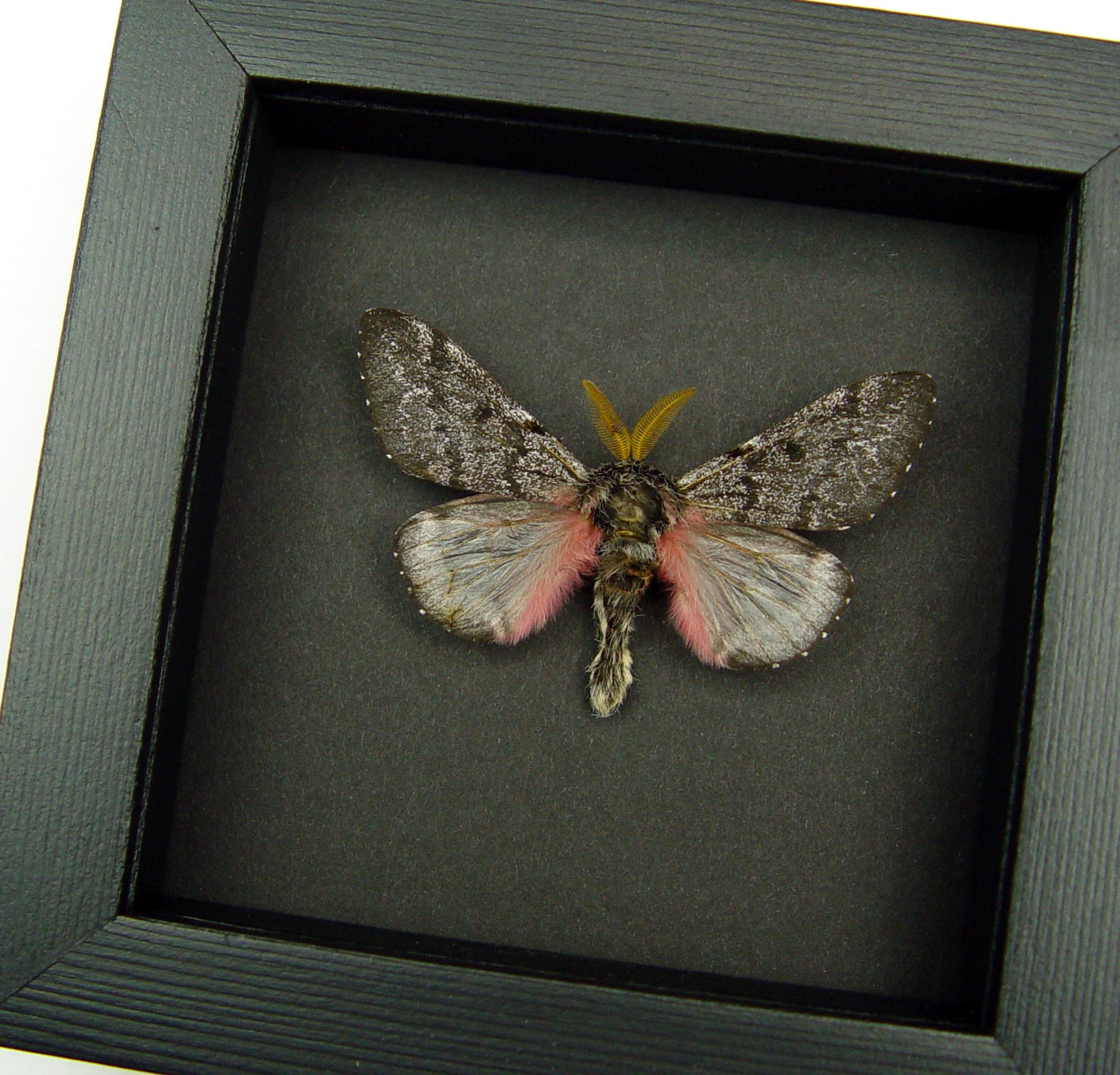 Coloradia doris Pink Furry