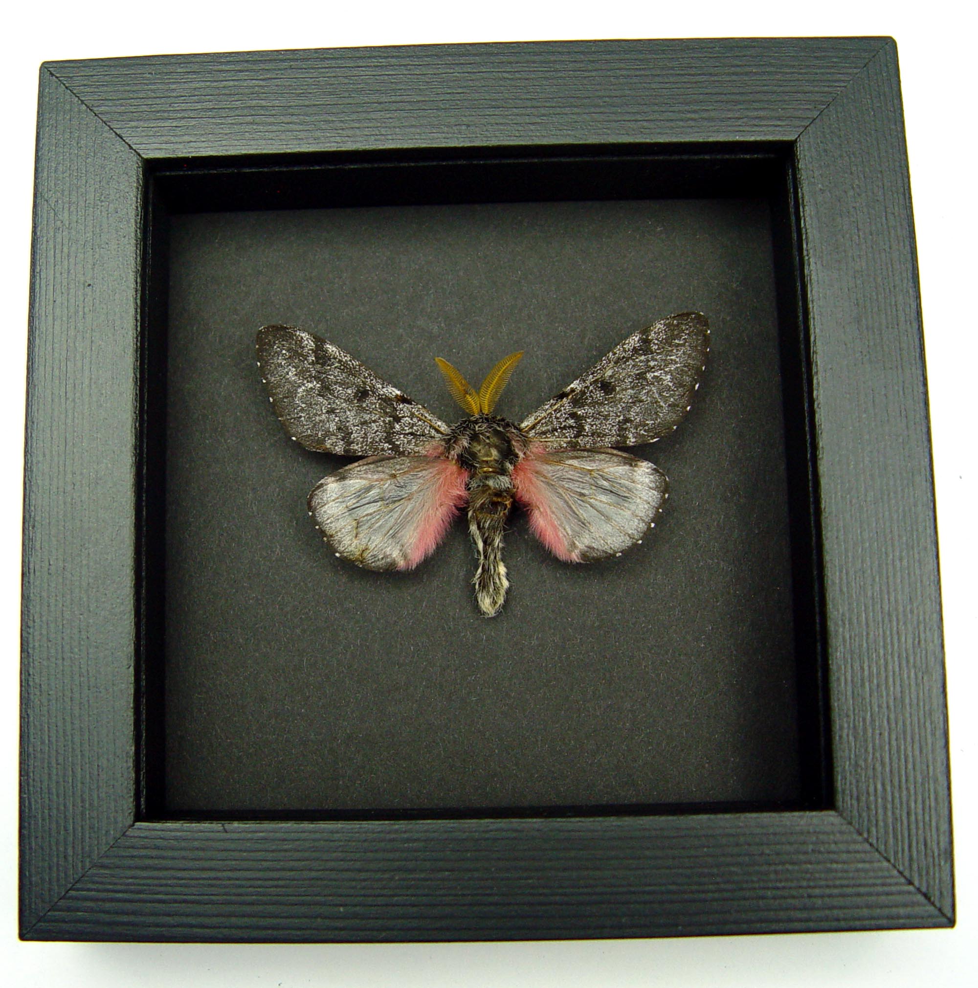 Coloradia doris Pink Furry