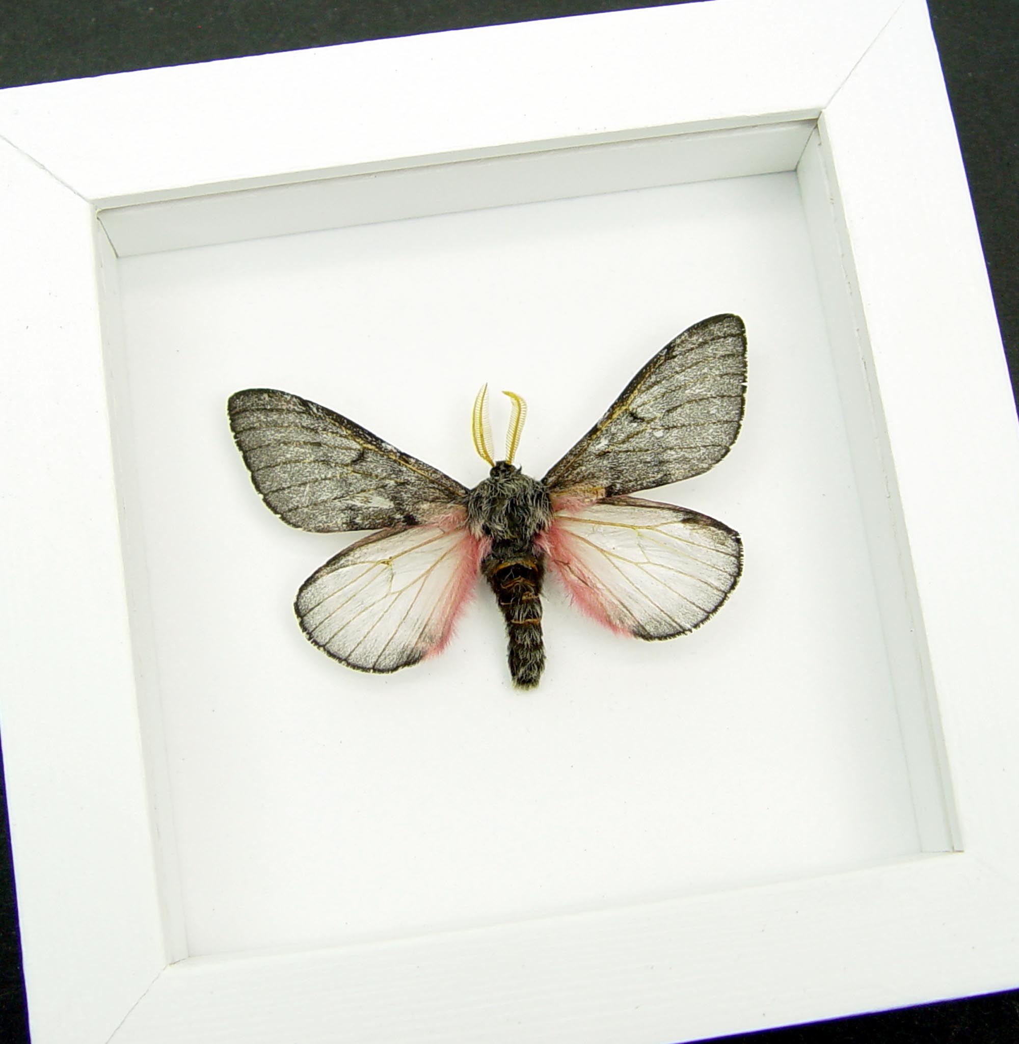 Coloradia doris Pink Furry