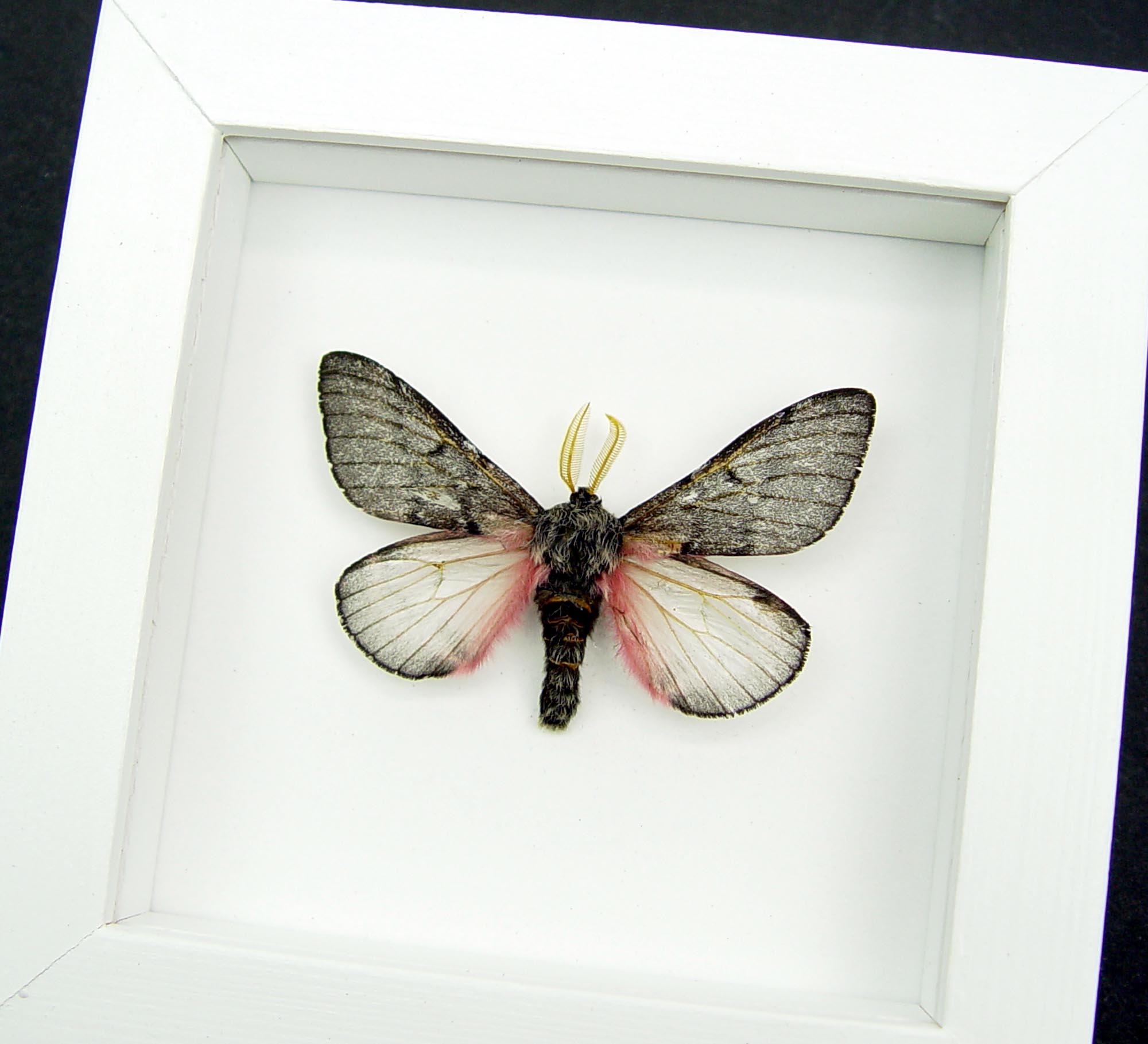 Coloradia doris Pink Furry