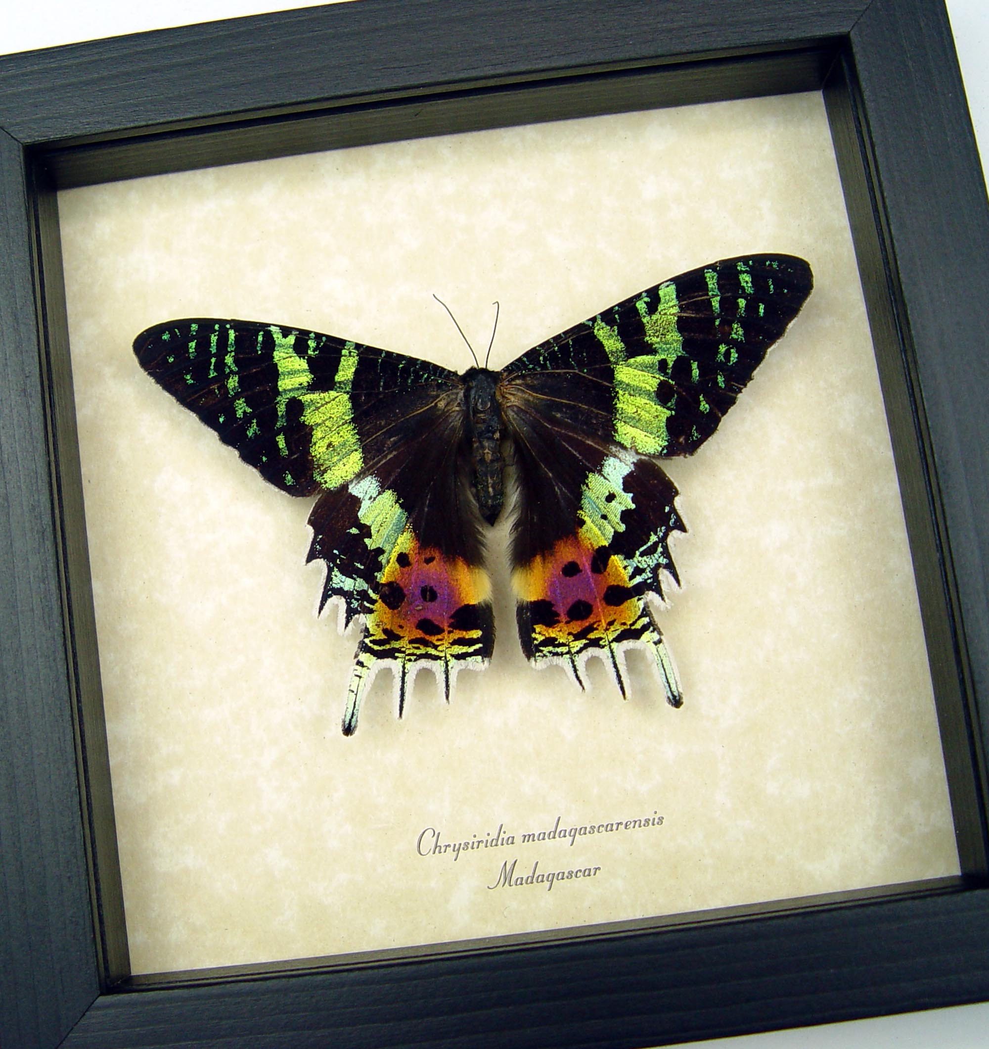 Framed Resting Sunset Moth - Urania Rhipheus Female