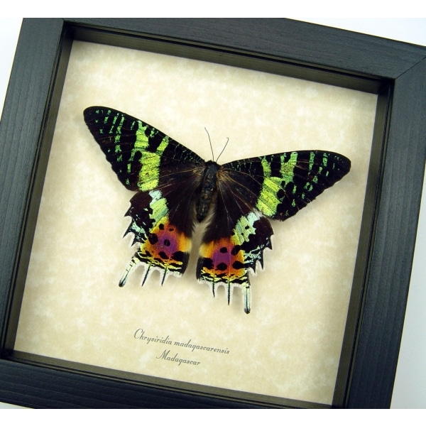 Framed Resting Sunset Moth - Urania Rhipheus Female