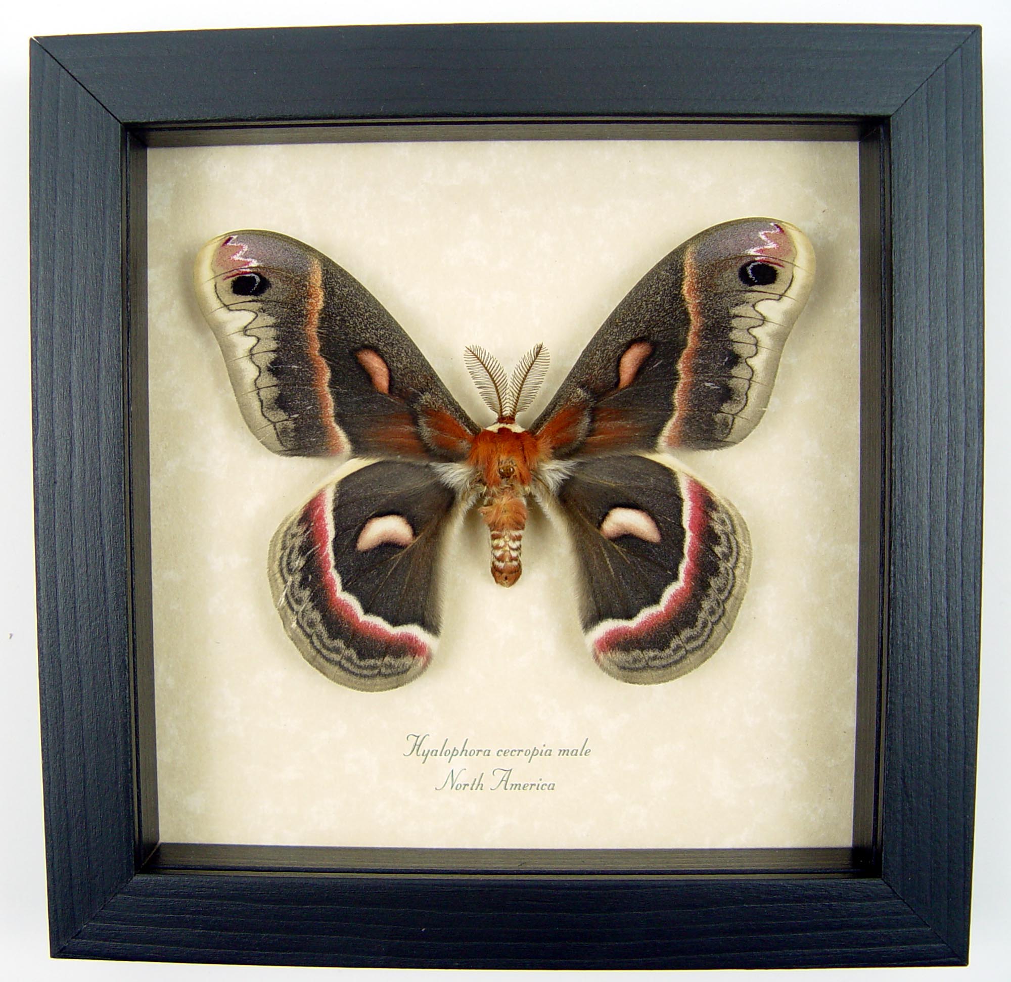 Hyalophora cecropia Moth Male - Large 4" Wingspan