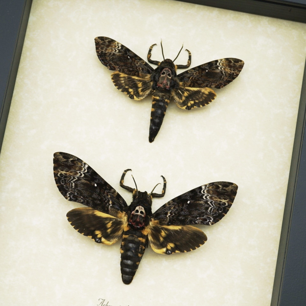 Framed Death Head Moth Pair - Acherontia lachesis Taxidermy